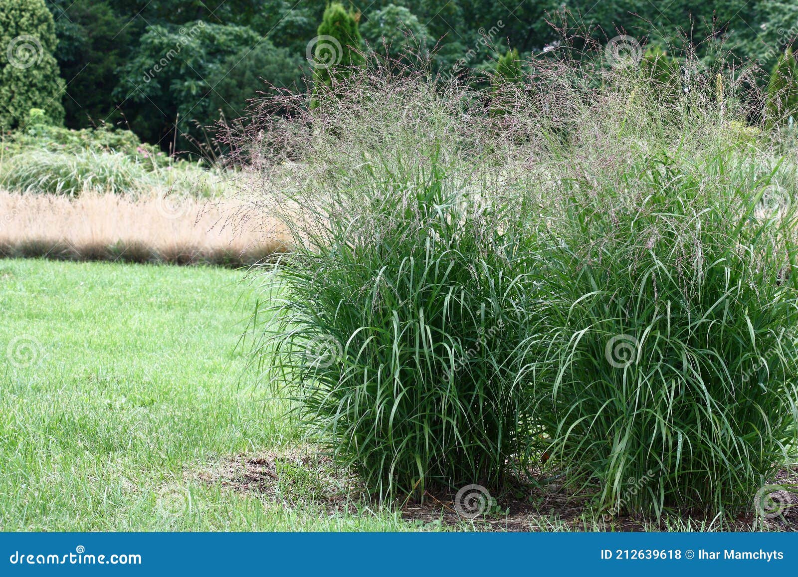 In The Foreground, Miscanthus Nepalensis Or Himalayan Fairy Grass ...