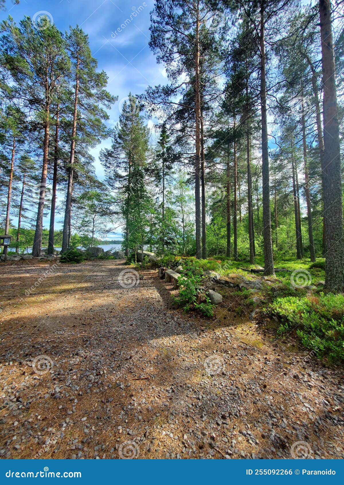 Glowing Bright Sunny Summer Day, Pine Forest Stock Photo - Image of ...