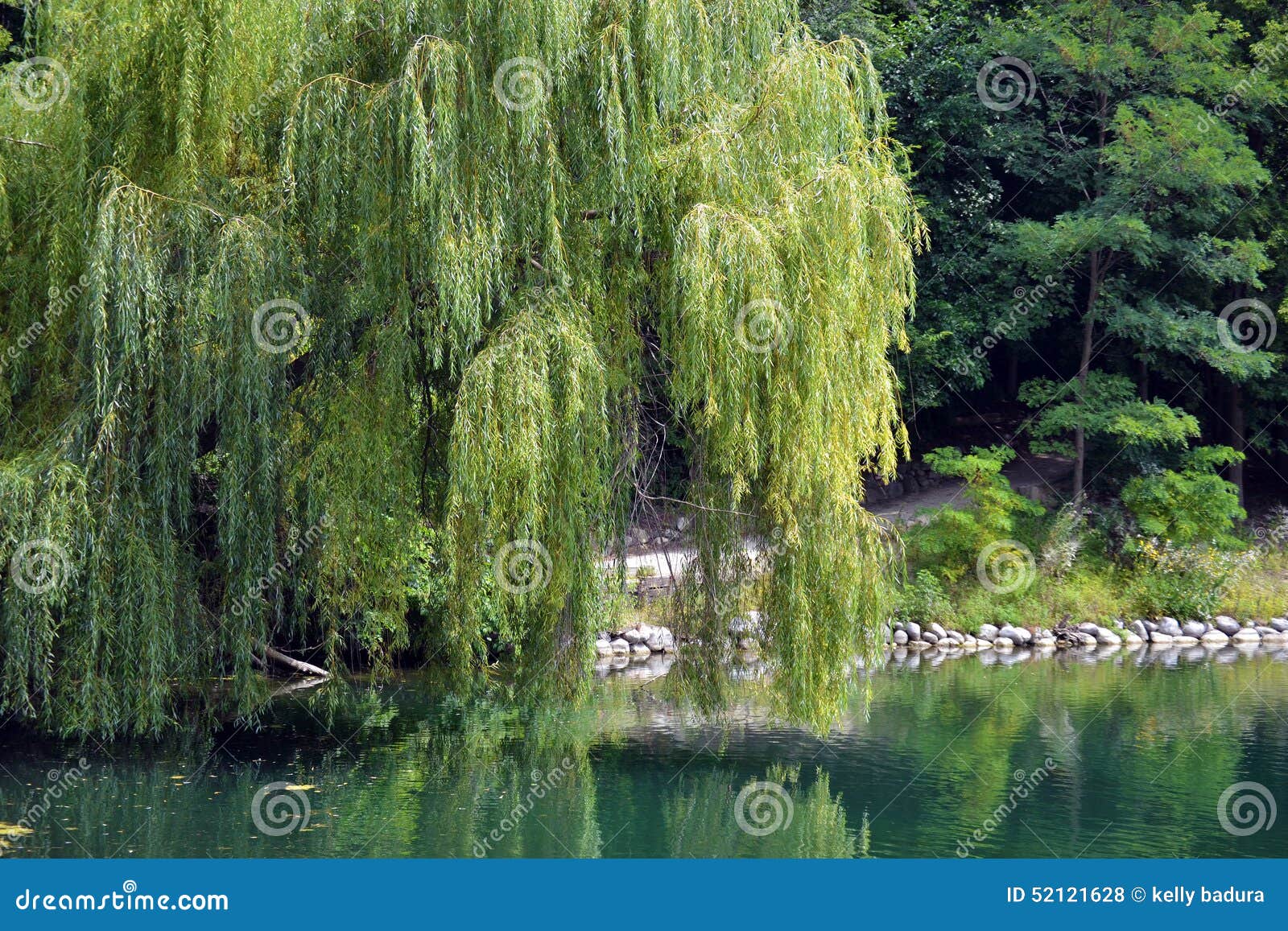 Willow Tree In Summer