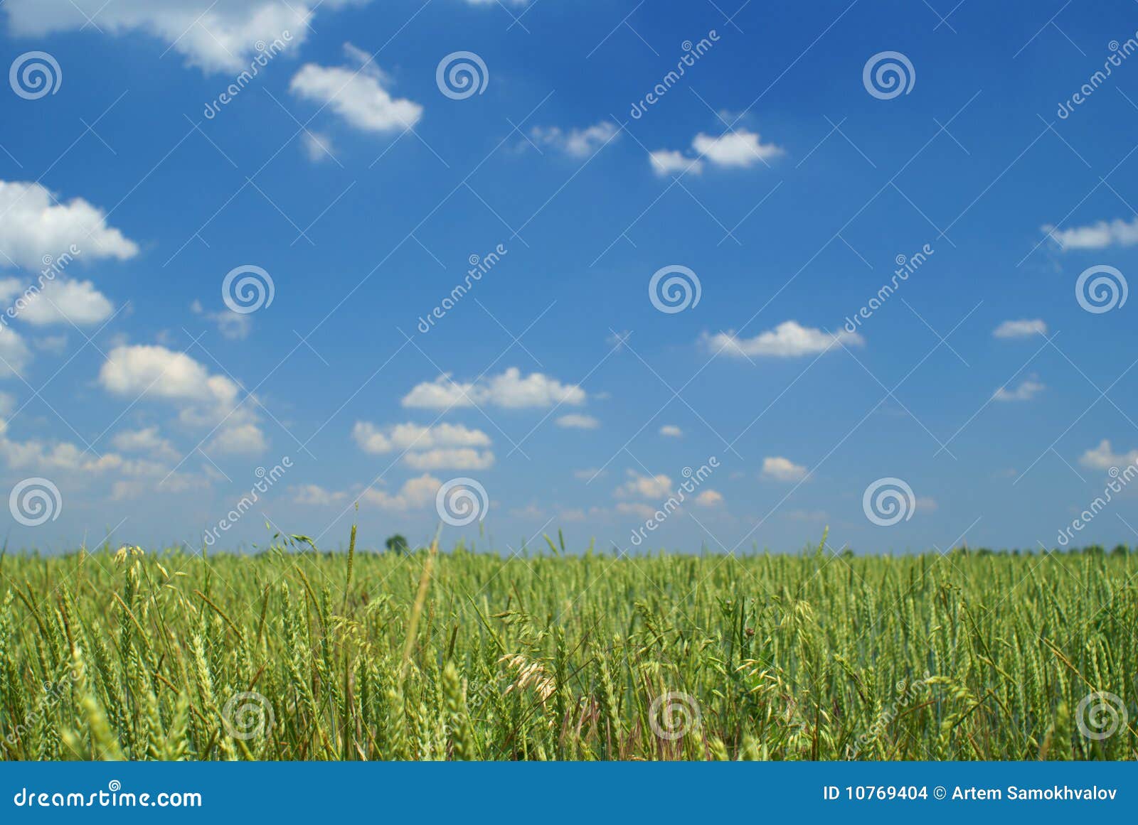 Summer Day on Field (focus on Grass) Stock Photo - Image of landscape ...