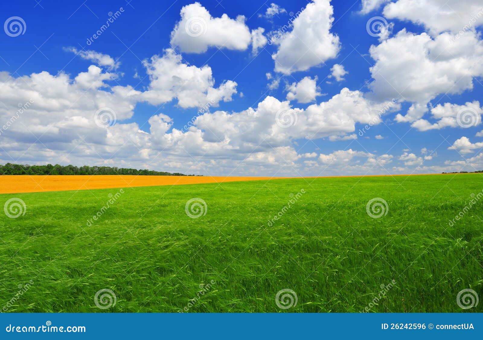 Summer Day on the Green Field Stock Photo - Image of nature, hill: 26242596