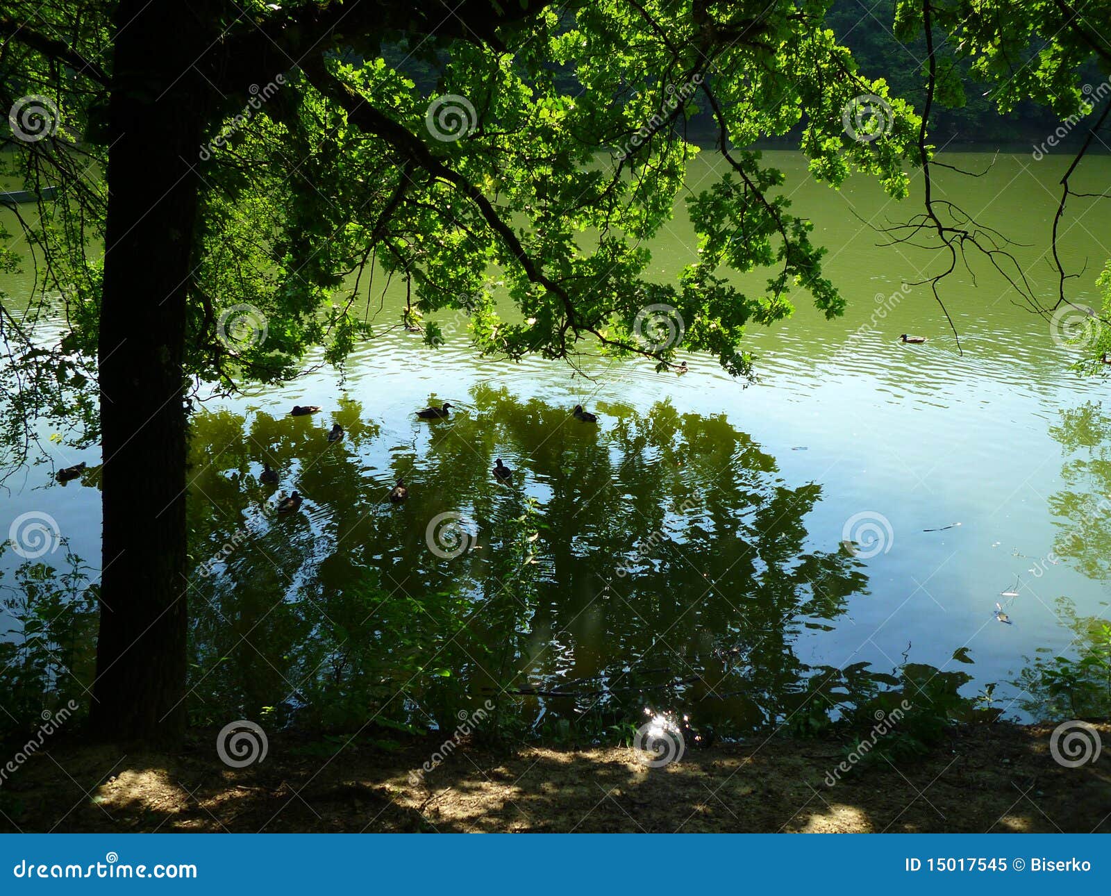 Summer day on the lake stock image. Image of hush, bird - 15017545