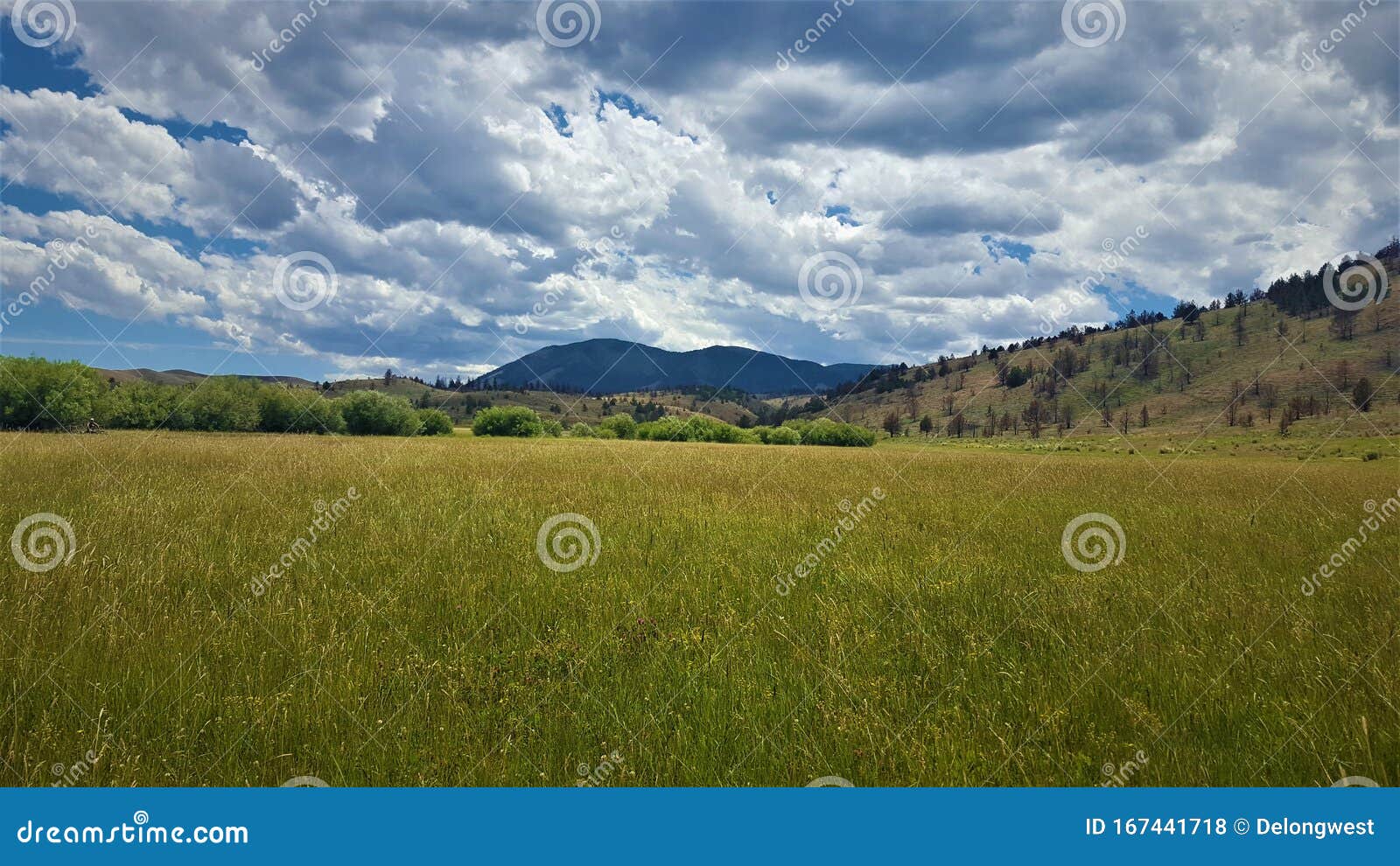 Summer day in the meadows stock photo. Image of pollen - 167441718