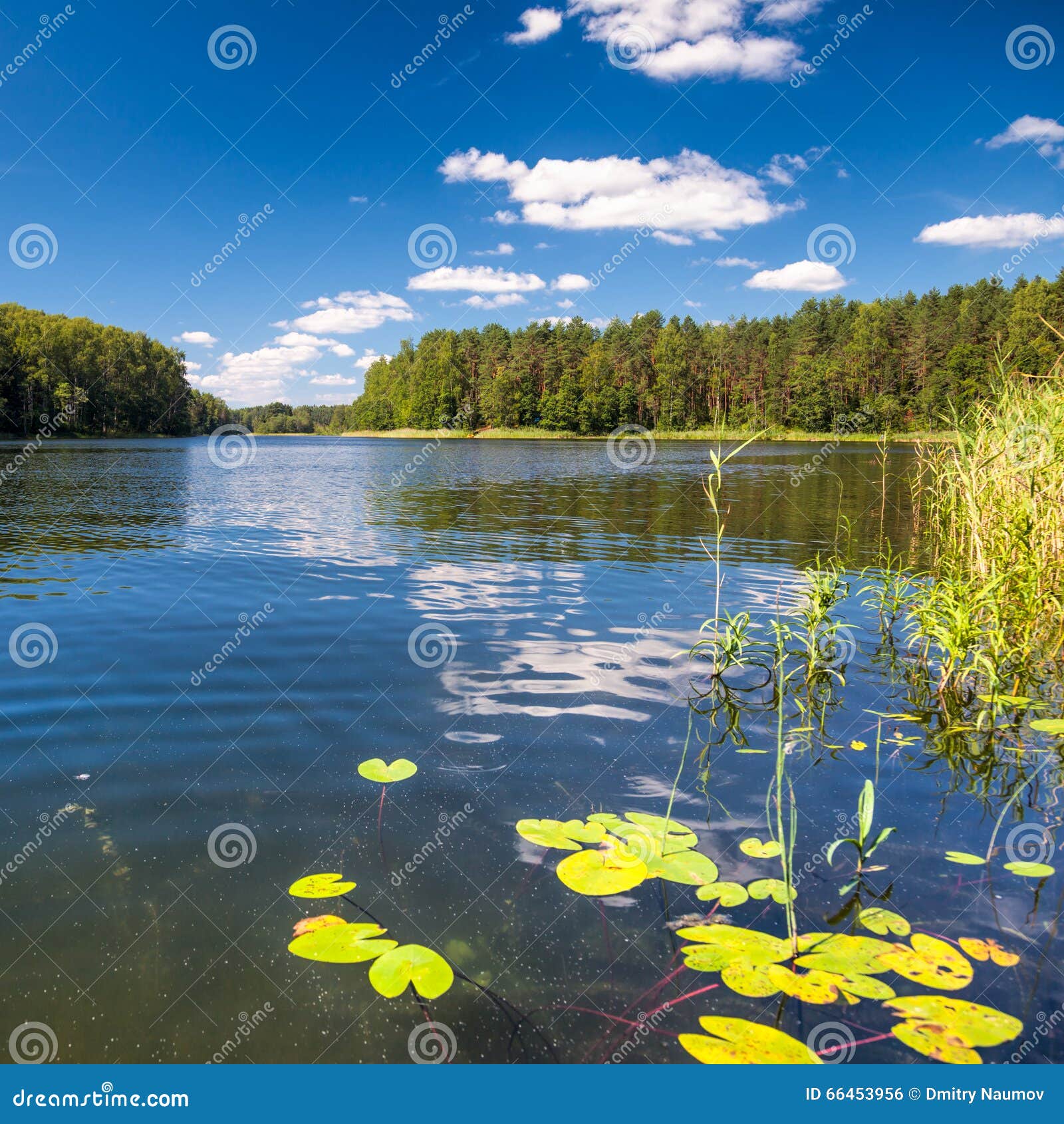 Summer Day at Remote Forest Lake Stock Photo - Image of tree, calm ...