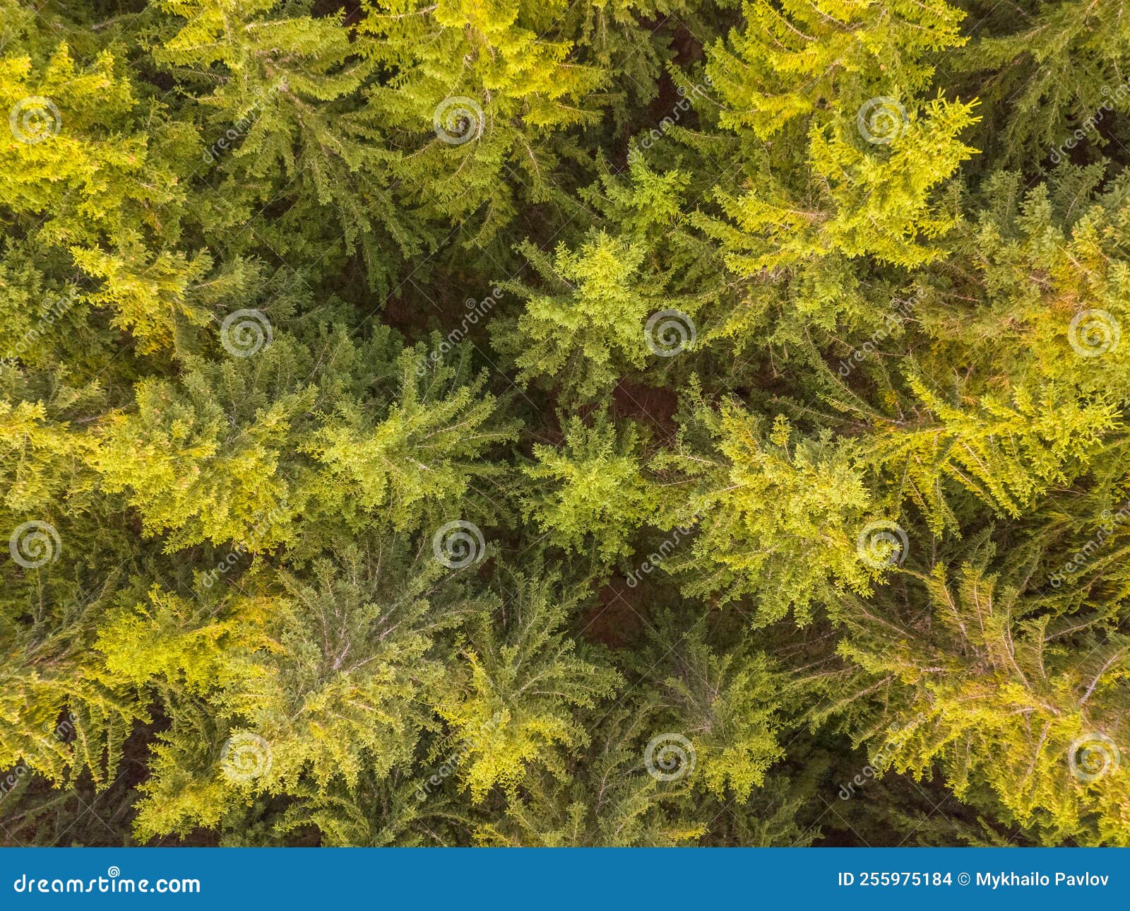 Summer Day and Spruce Forest. Aerial View Flat Lay Stock Photo - Image ...