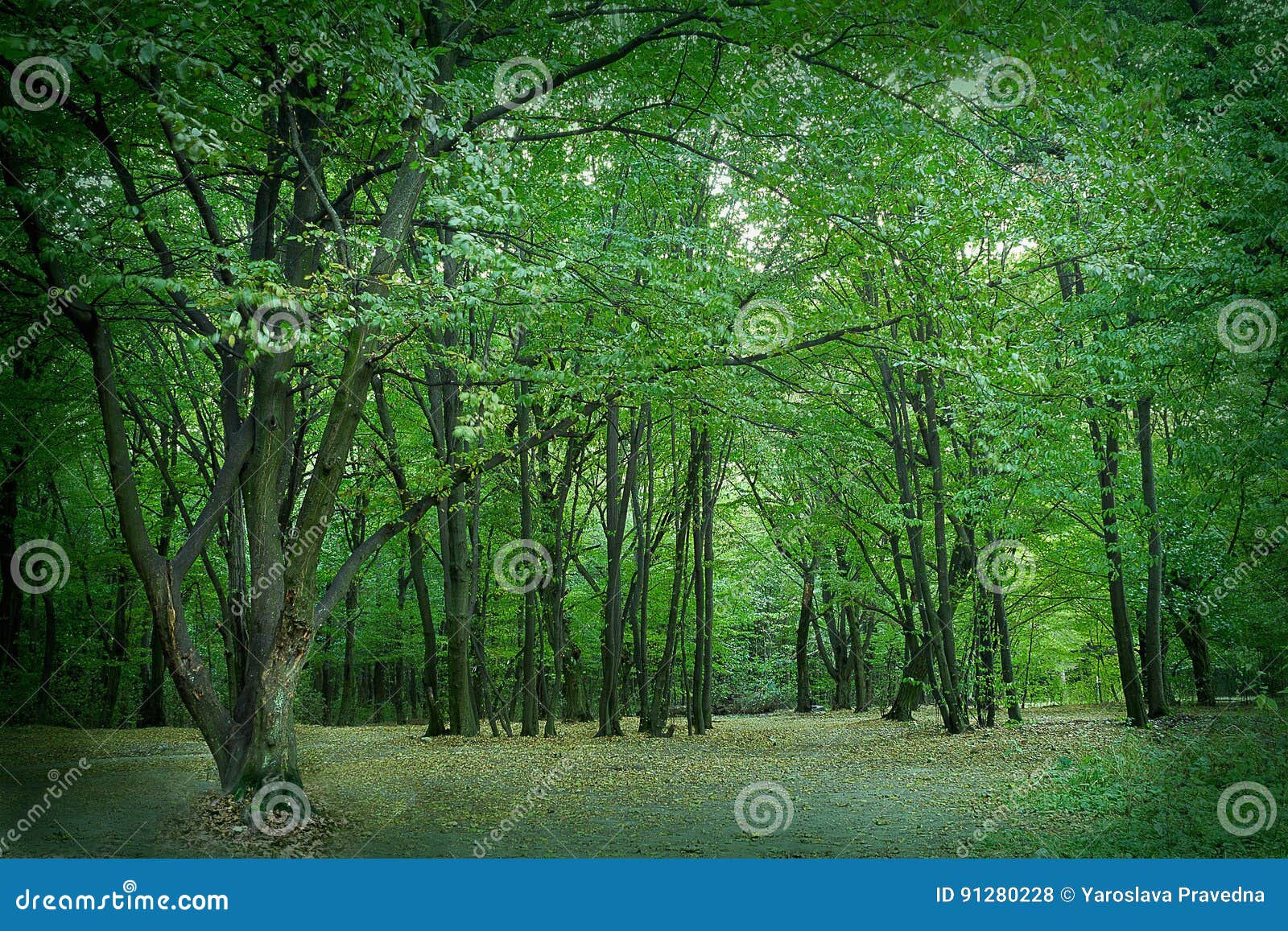 Summer deciduous forest stock photo. Image of summer - 91280228