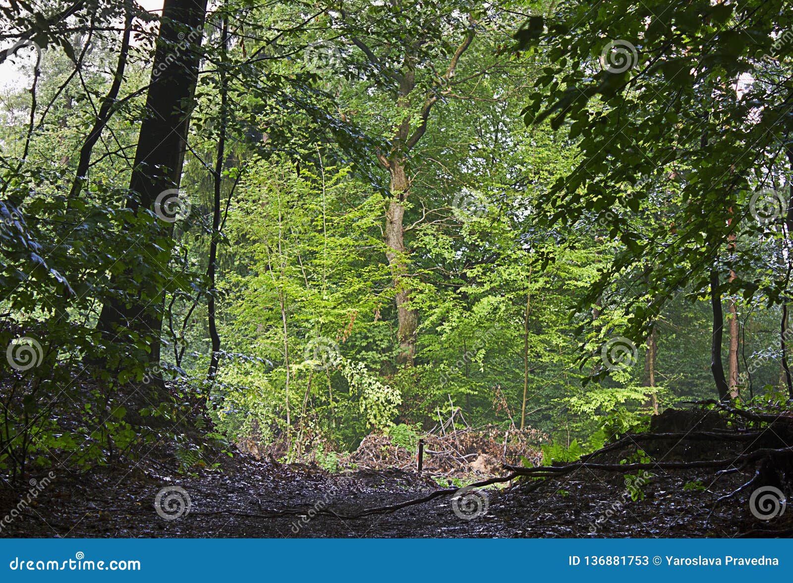 A summer deciduous forest stock image. Image of vegetation - 136881753