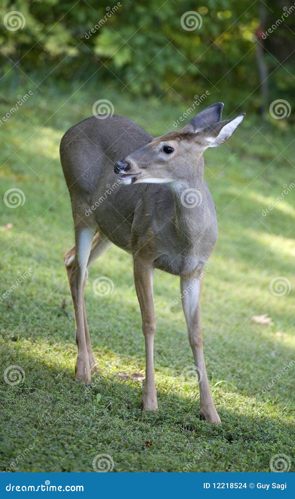 Summer deer stock photo. Image of green, whitetail, grey - 12218524