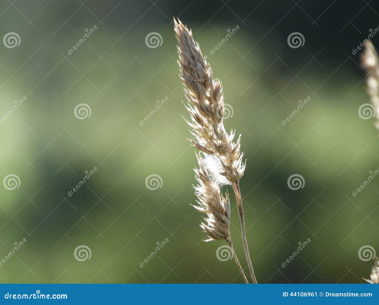 Summer dew stock image. Image of weeds, droplets, bokeh - 44106961
