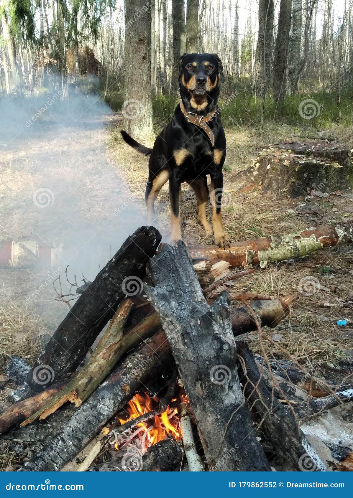 Summer dog fire stock photo. Image of forest, snow, winter - 179862552