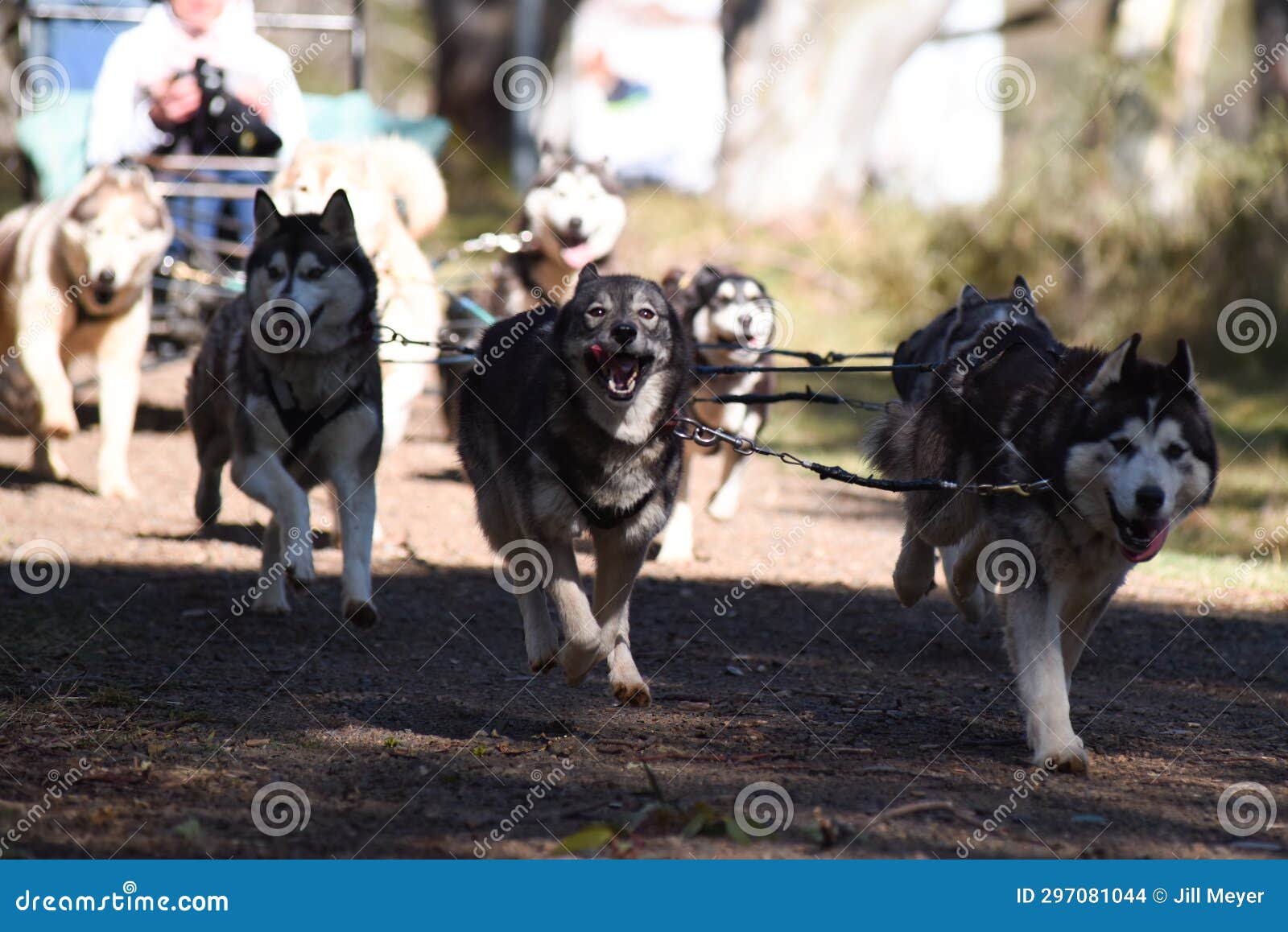 Summer Dog Sled Training stock photo. Image of canine - 297081044