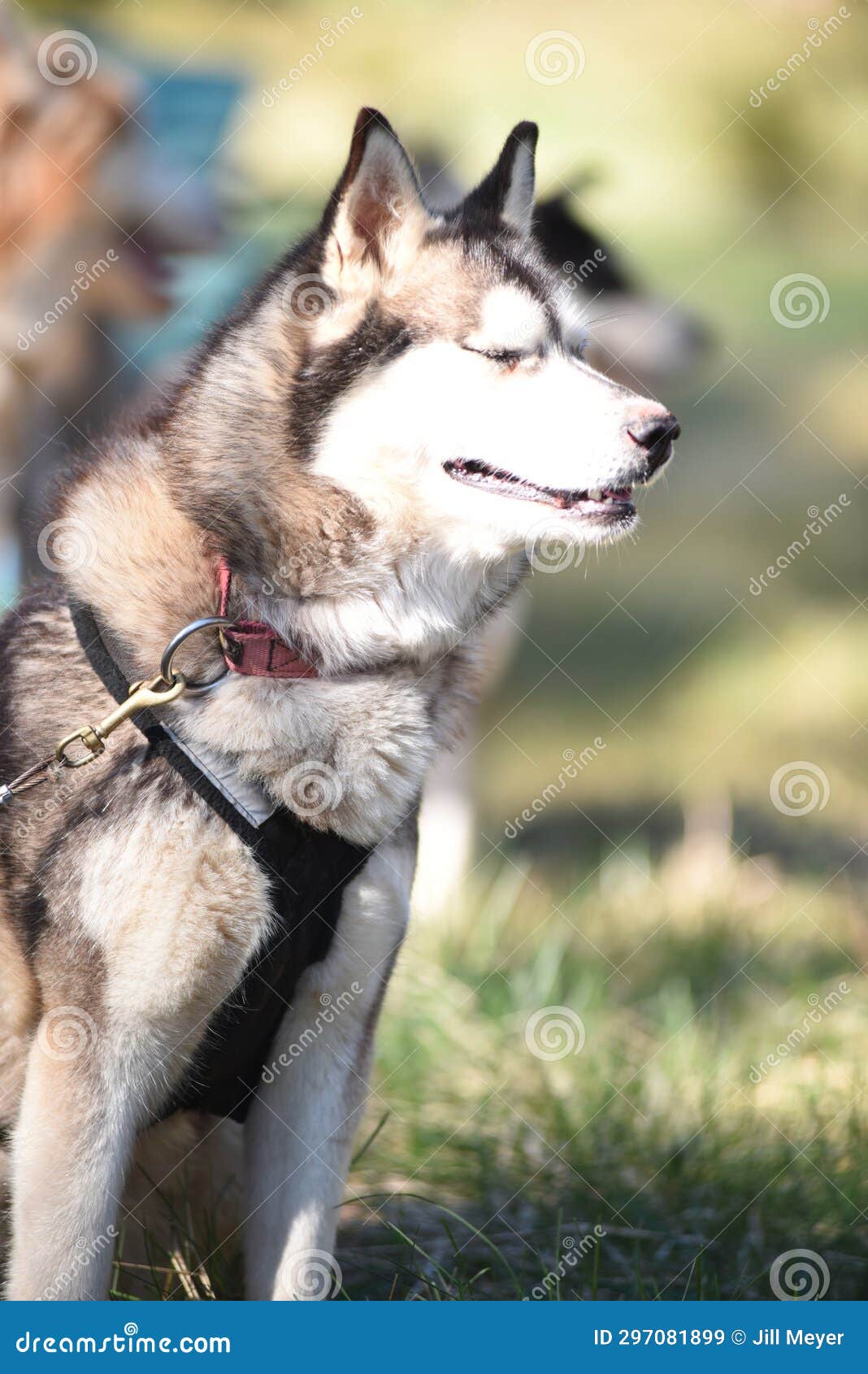 Summer Dog Sled Training stock image. Image of dogs - 297081899