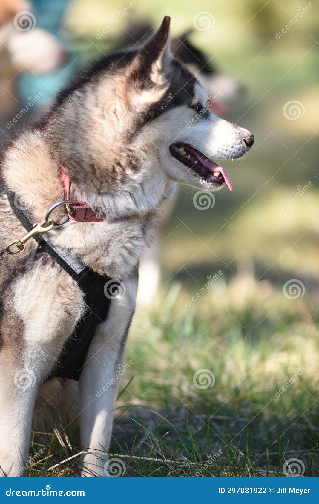 Summer Dog Sled Training stock photo. Image of athletics - 297081922