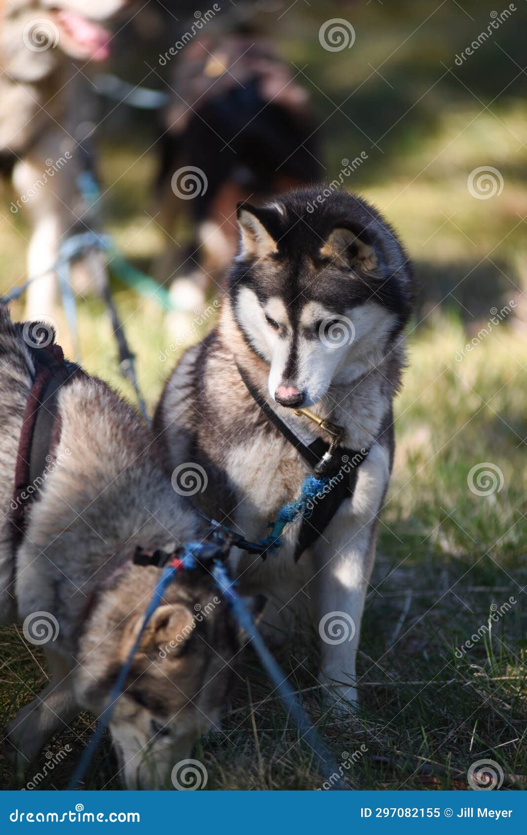 Summer Dog Sled Training stock image. Image of green - 297082155