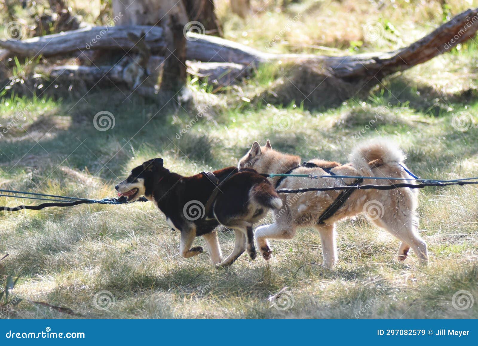 Summer Dog Sled Training stock image. Image of sled - 297082579