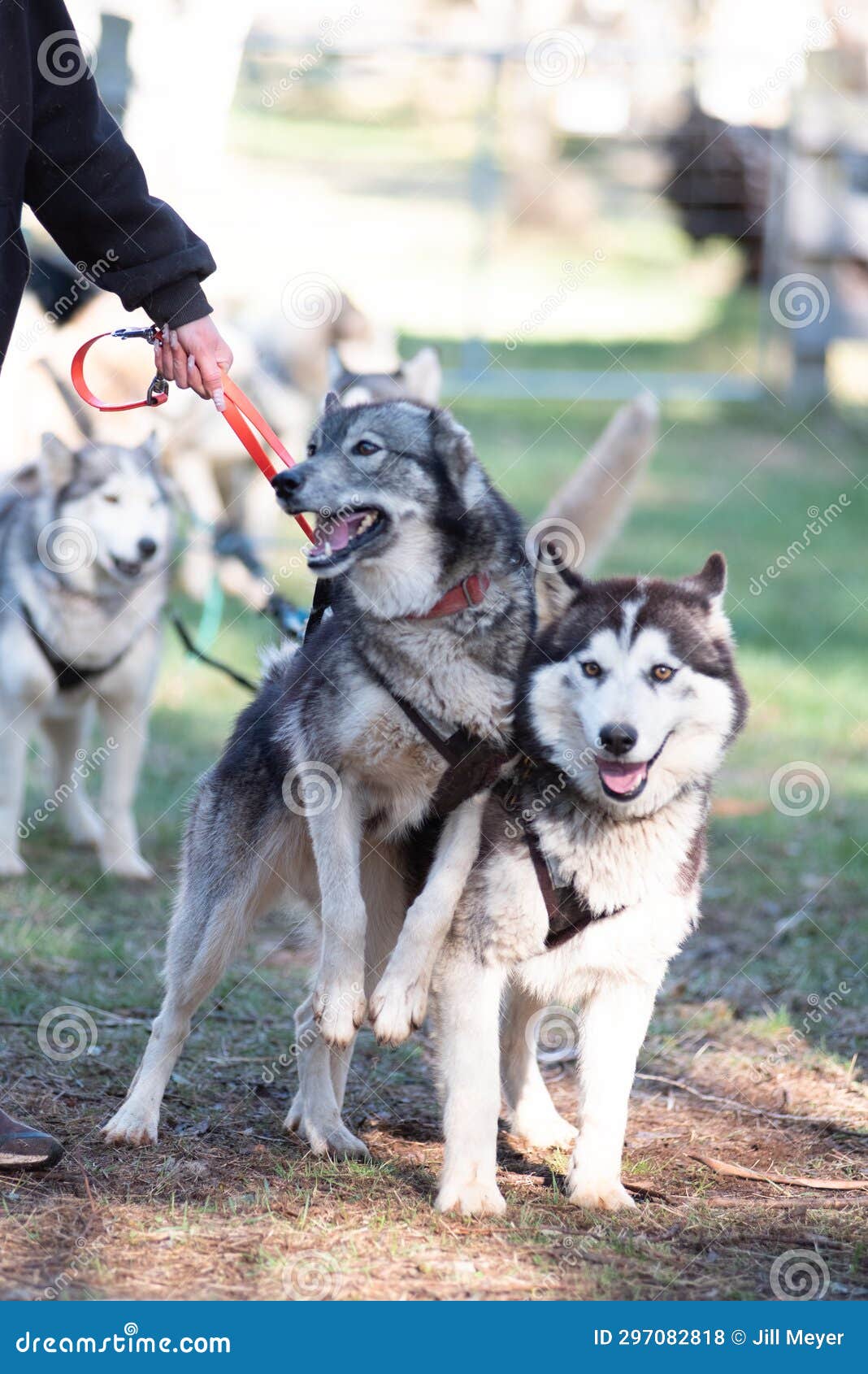 Summer Dog Sled Training stock photo. Image of running - 297082818
