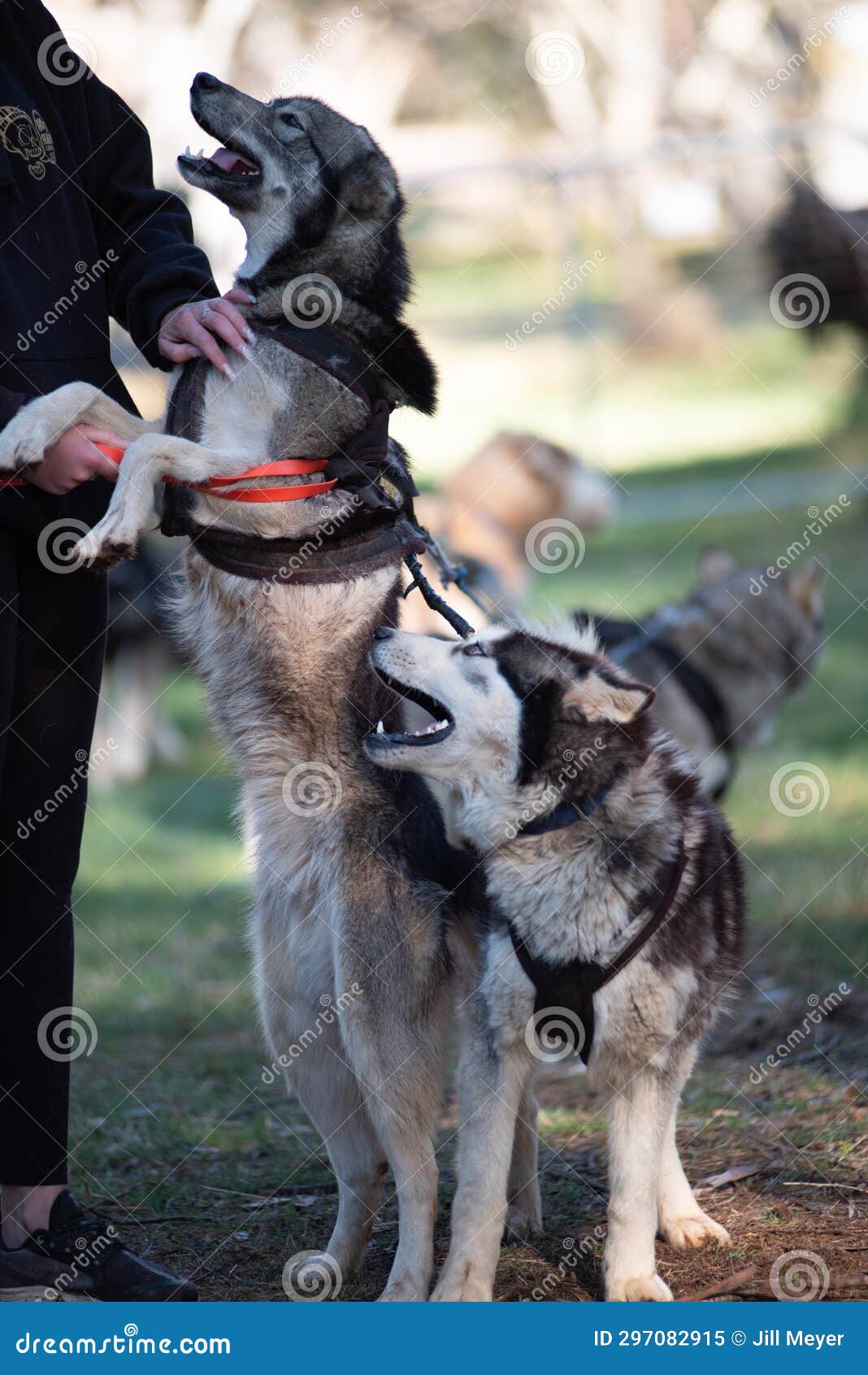 Summer Dog Sled Training stock image. Image of tounge - 297082915