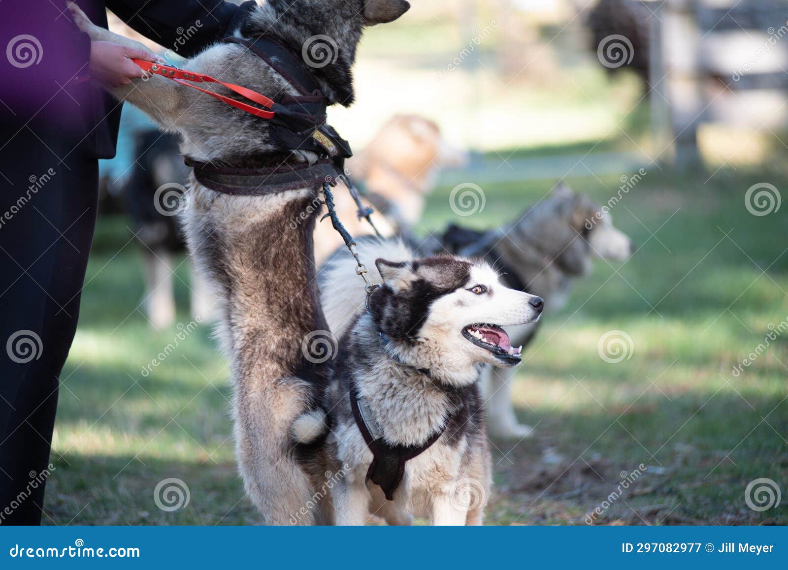 Summer Dog Sled Training stock image. Image of sport - 297082977