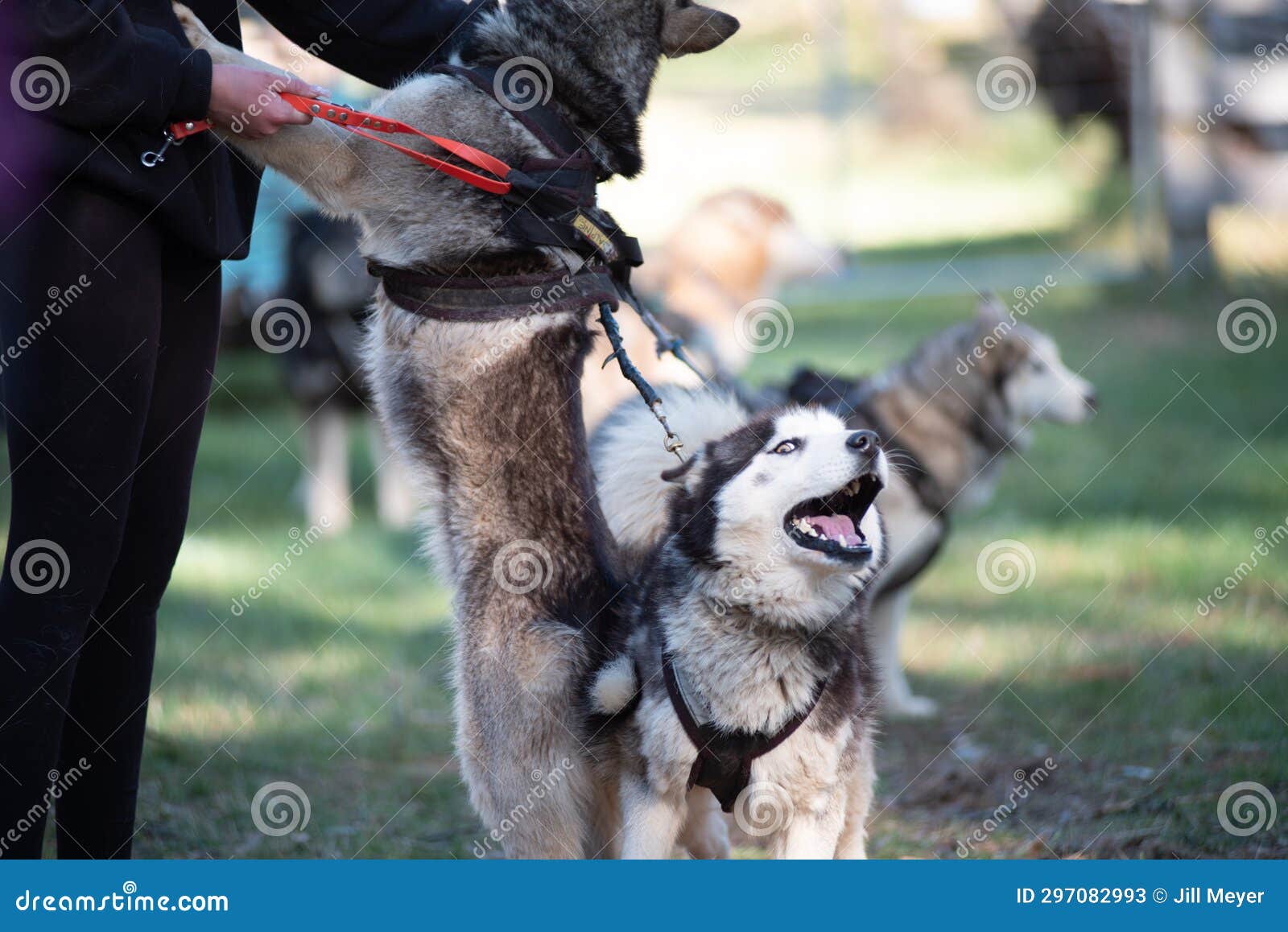 Summer Dog Sled Training stock image. Image of team - 297082993