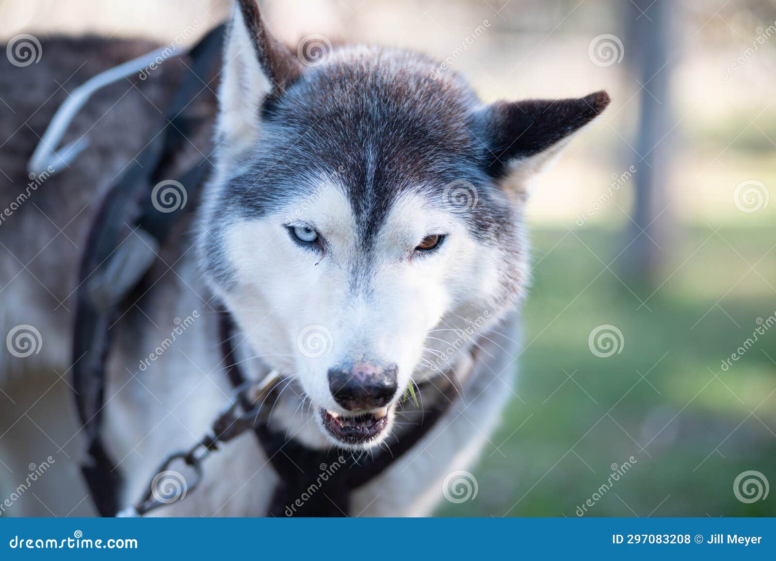 Summer Dog Sled Training stock photo. Image of canine - 297083208
