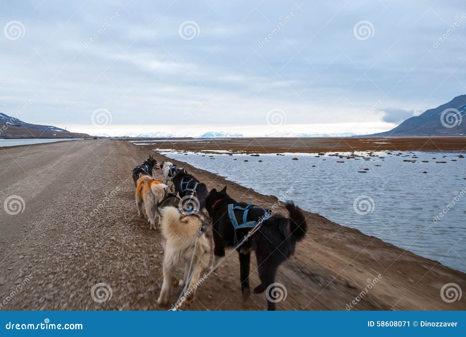 Summer Dog Sledding, First Person Perspective Stock Image - Image of ...