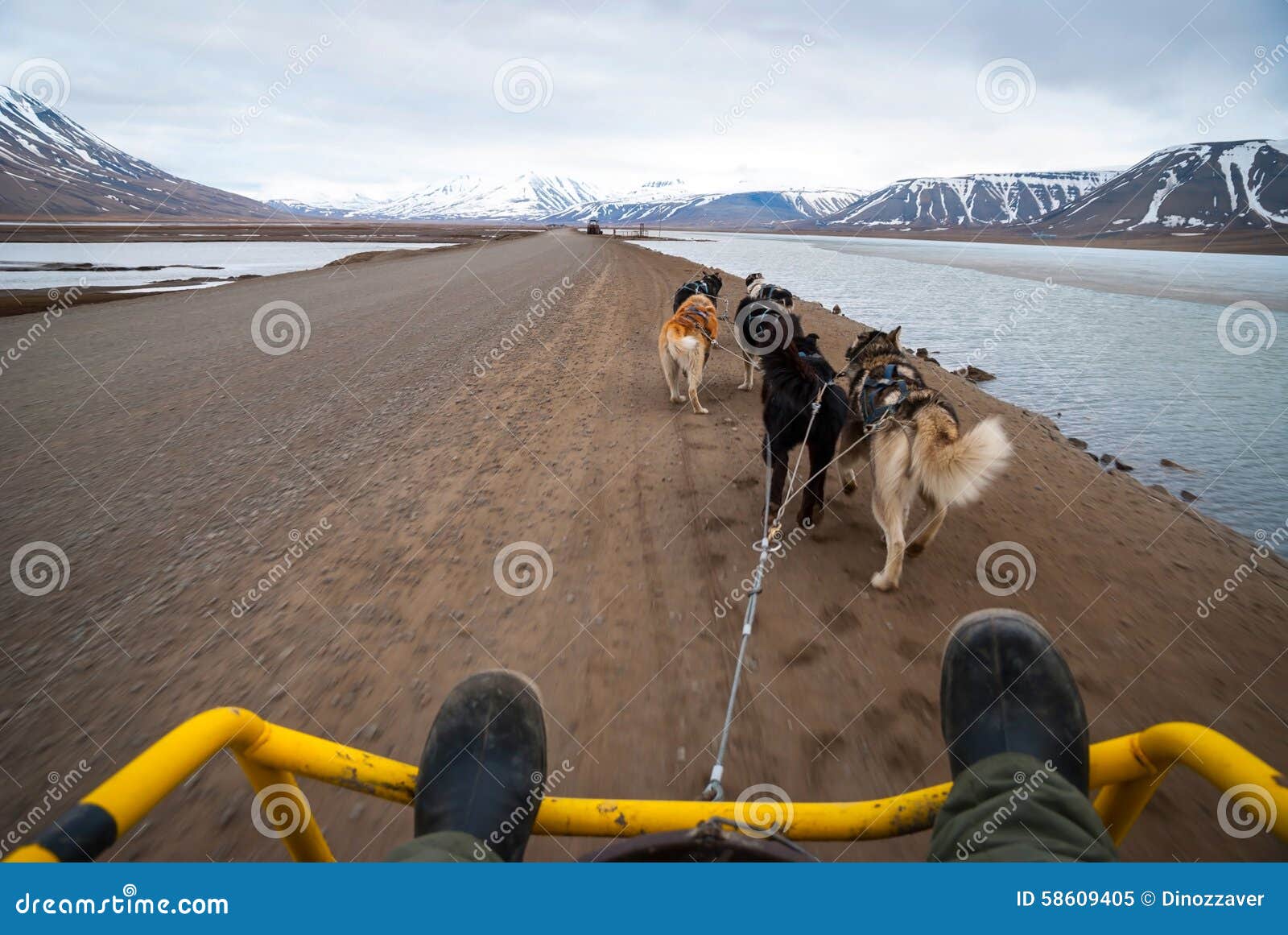 Summer Dog Sledding, First Person Perspective Stock Image - Image of ...