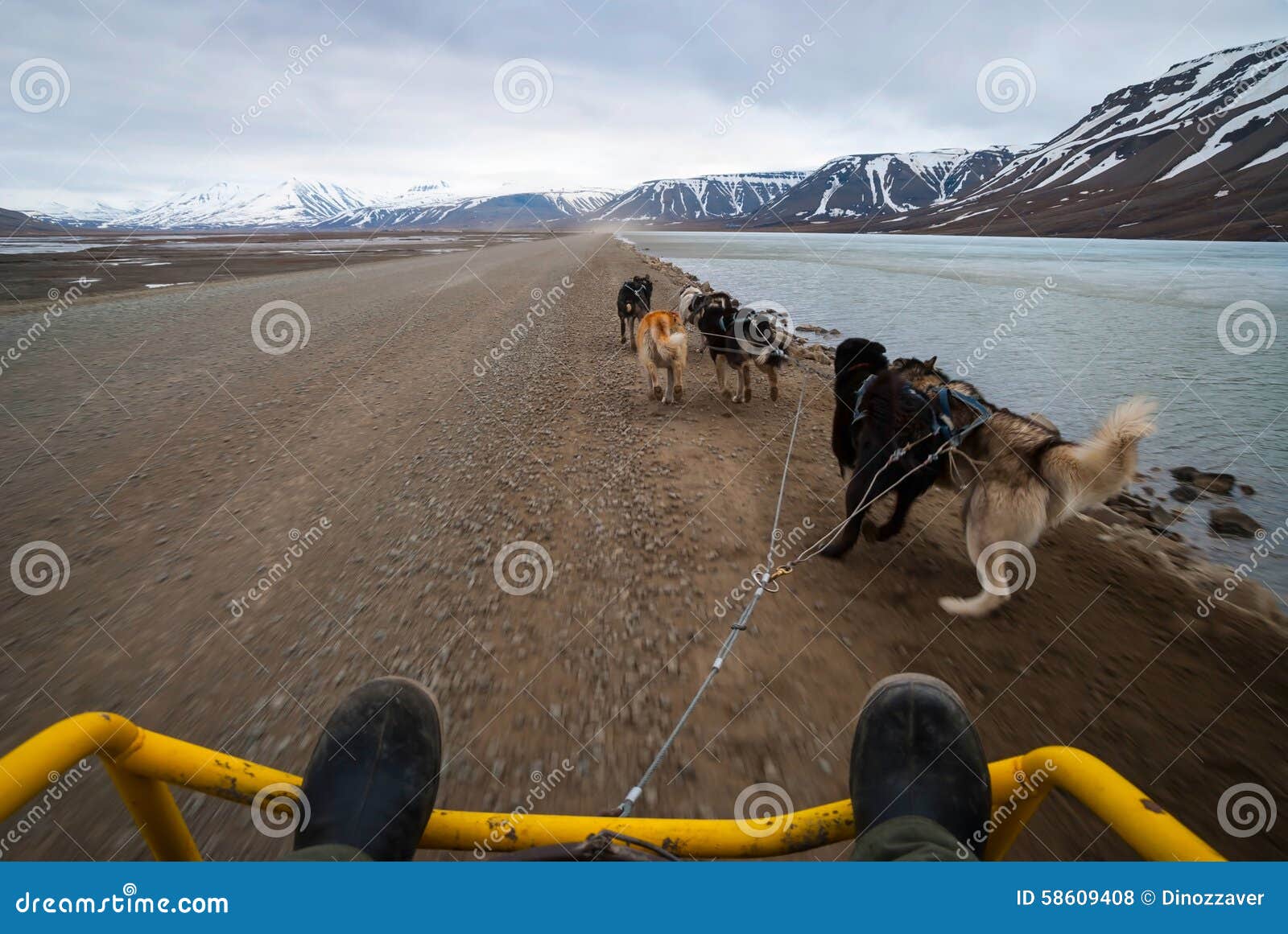 Summer Dog Sledding, First Person Perspective Stock Photo - Image of ...
