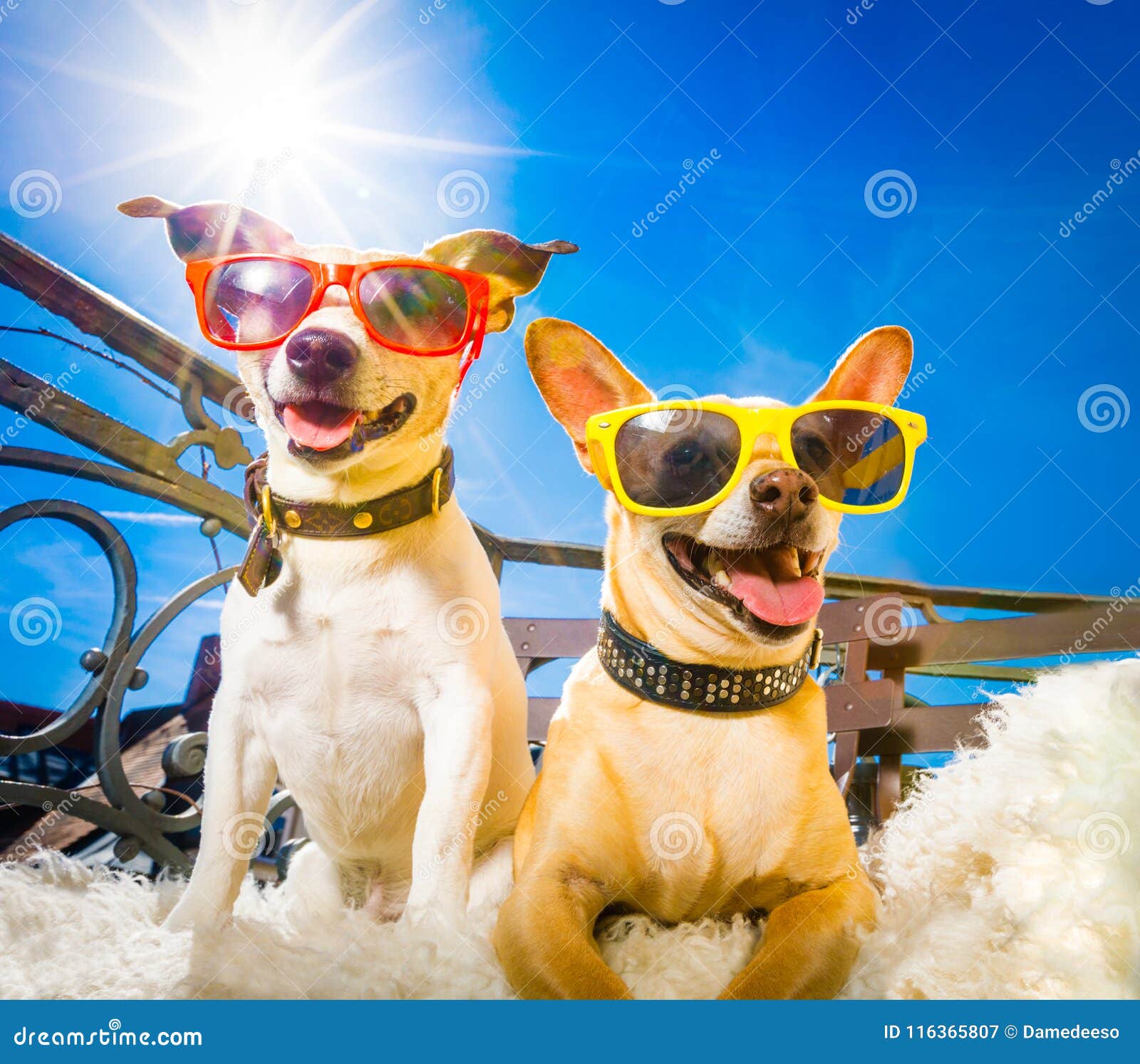 57,754 Summer Dogs Stock Photos - Free & Royalty-Free Stock Photos from ...
