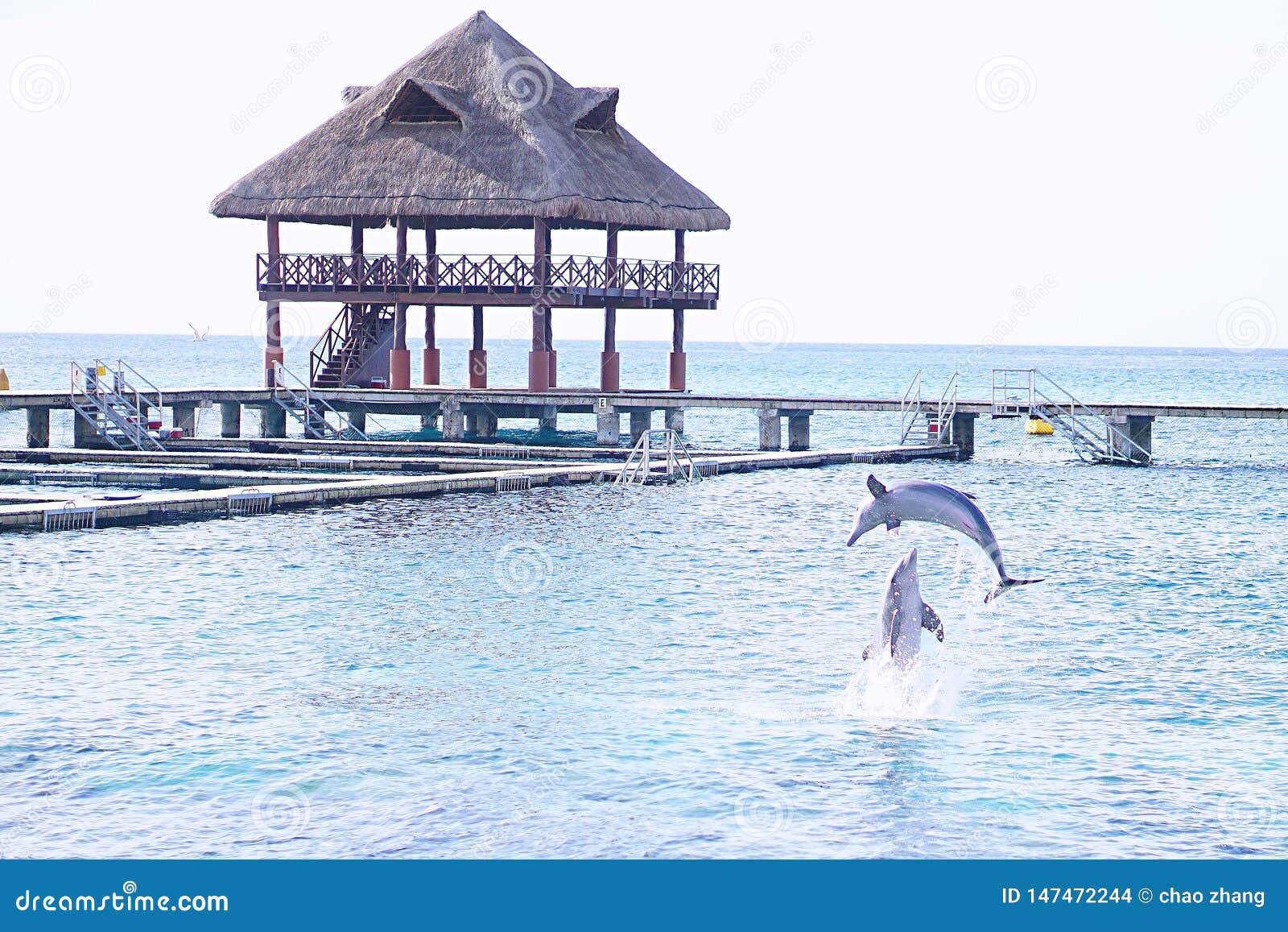 Summer with dolphin stock photo. Image of pavilion, summer - 147472244
