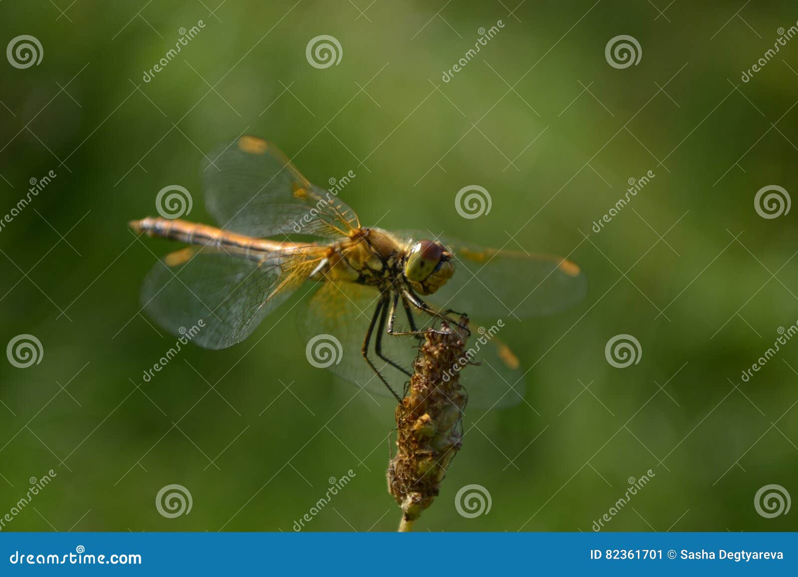 Summer dragonfly stock image. Image of summer, dragonfly - 82361701