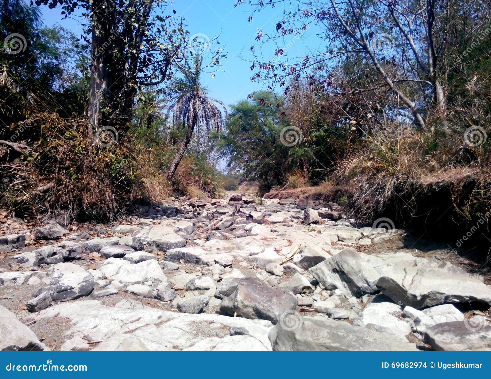 Summer Dried River in Tropical Indian Forest Stock Photo - Image of ...