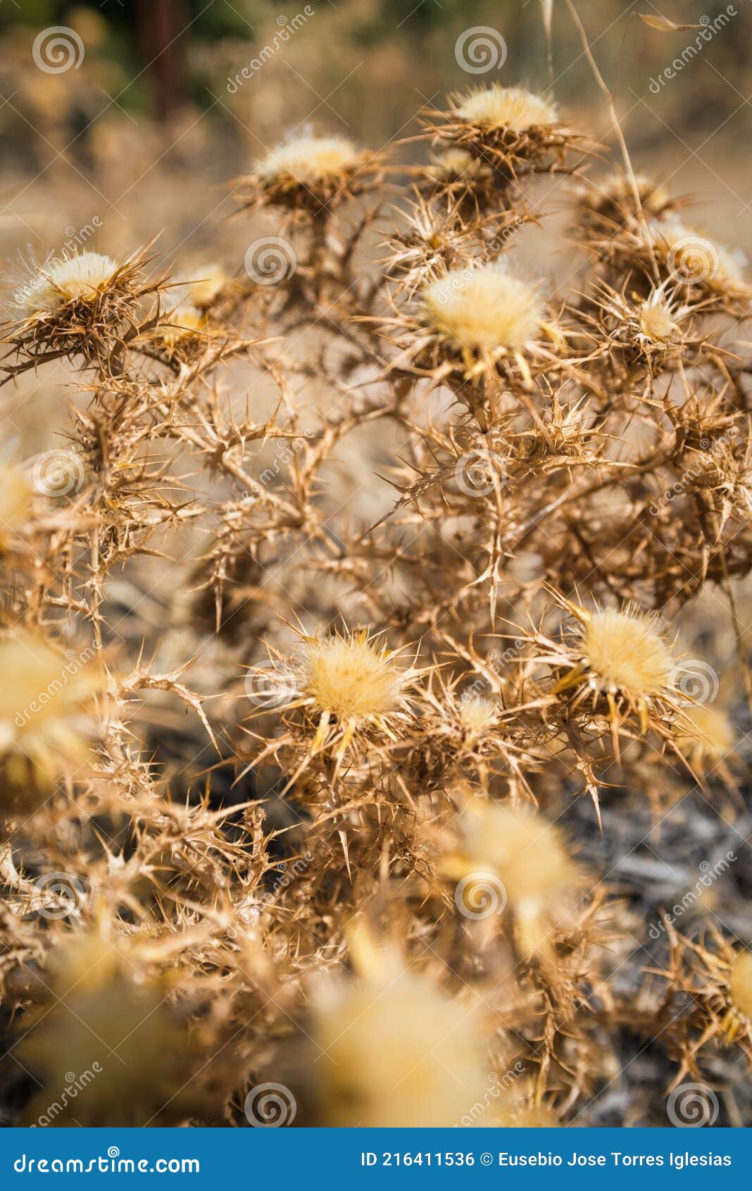 Summer Dried Thistle Flowers Stock Photo - Image of grow, rural: 216411536