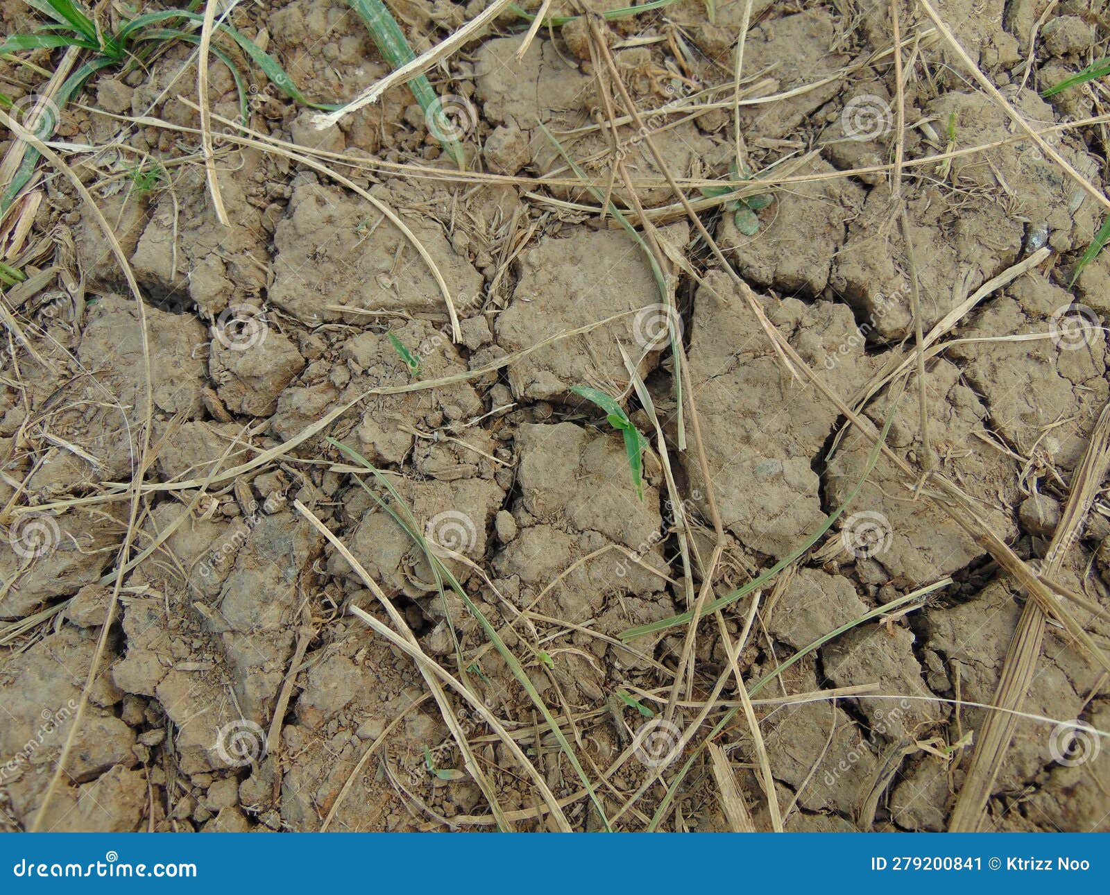 Dry soil stock image. Image of walp, leaf, grass, plant - 279200841
