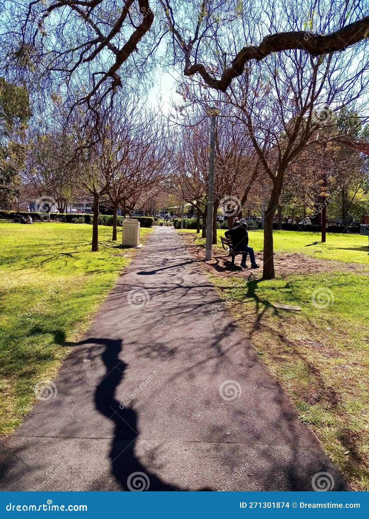 Dry tree in summer times. stock photo. Image of garden - 271301874