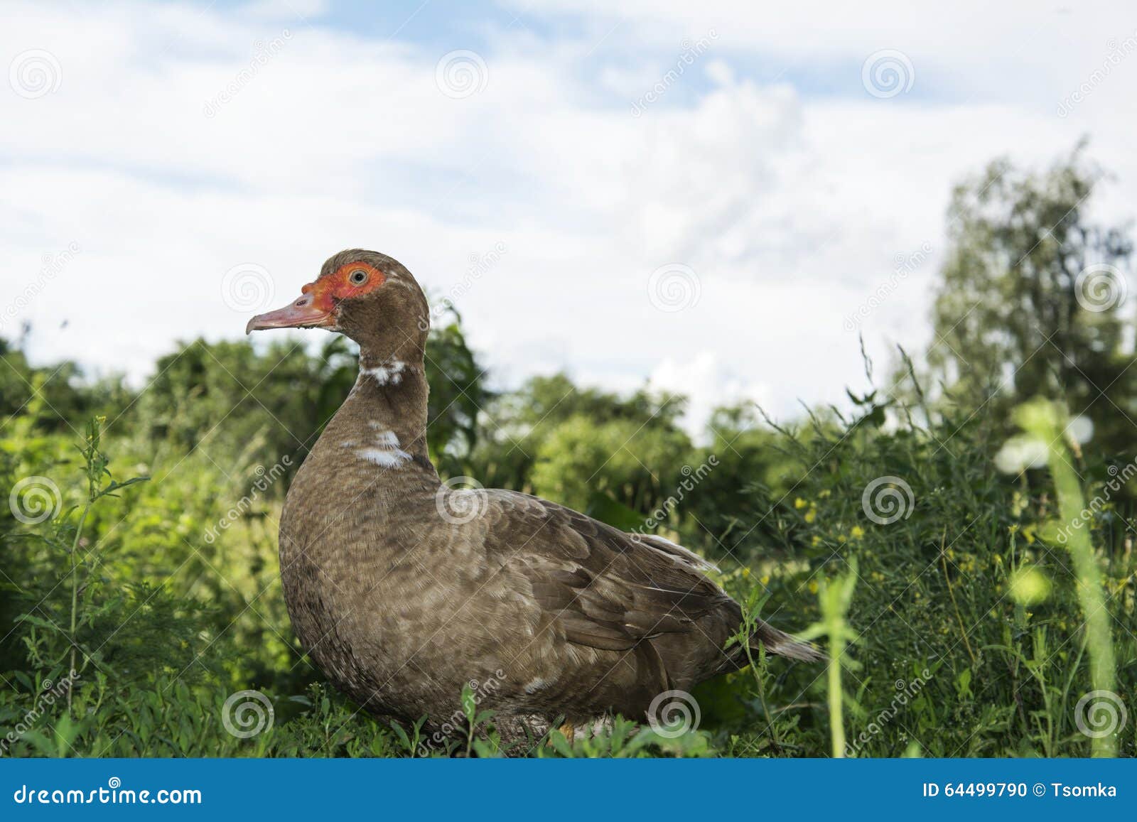 In the Summer of Duck in the Grass. Stock Photo - Image of colored ...