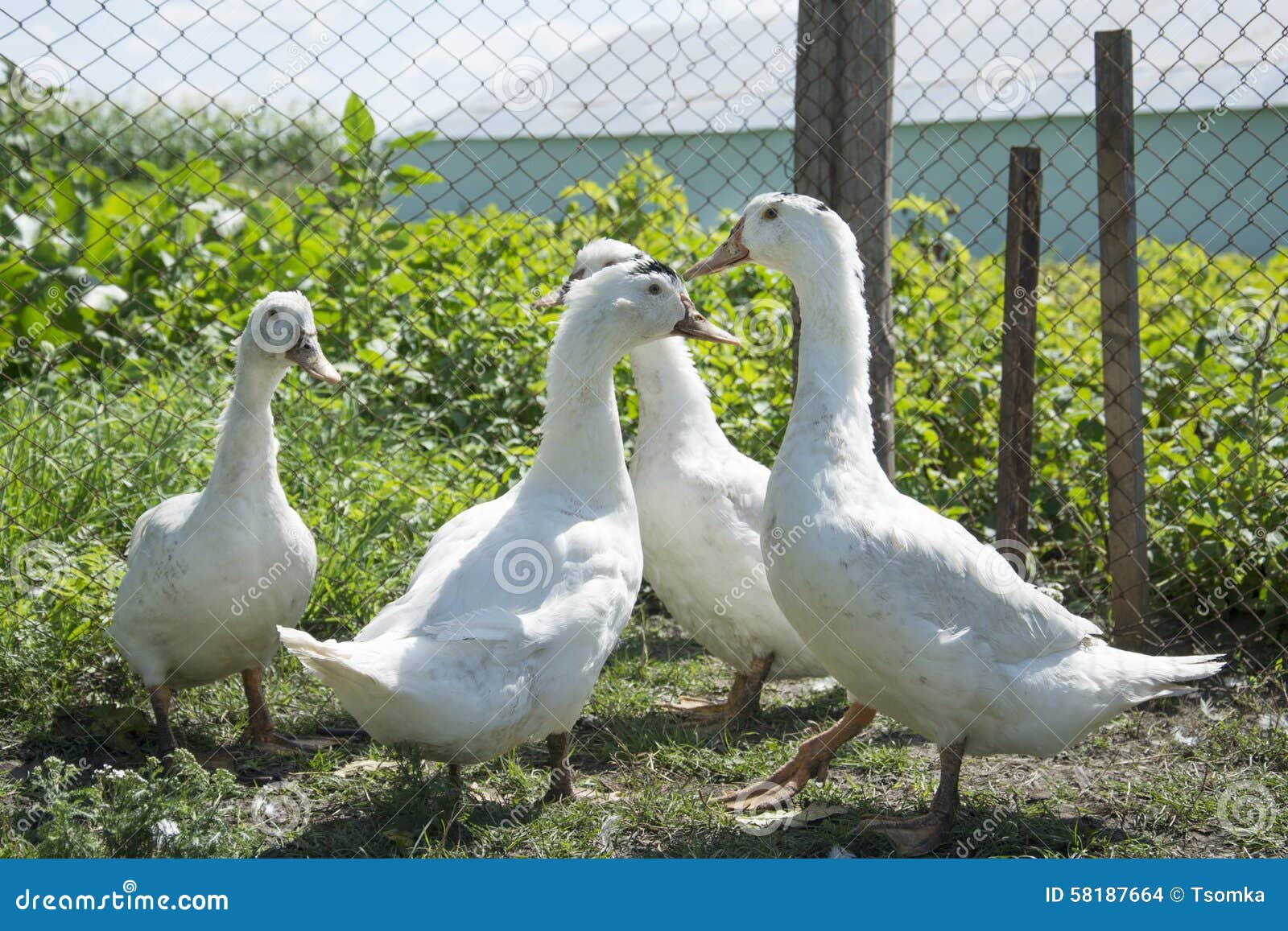 Summer Duck Standing on the Grass. Stock Photo - Image of flock, people ...