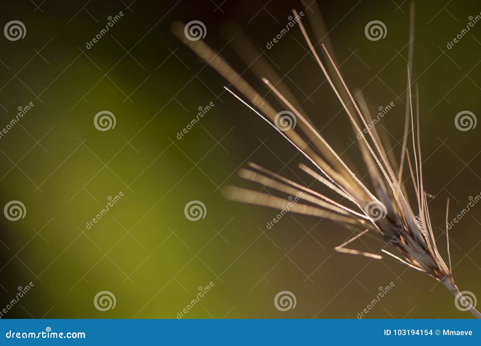 Summer ear stock photo. Image of macro, summer, countryside - 103194154