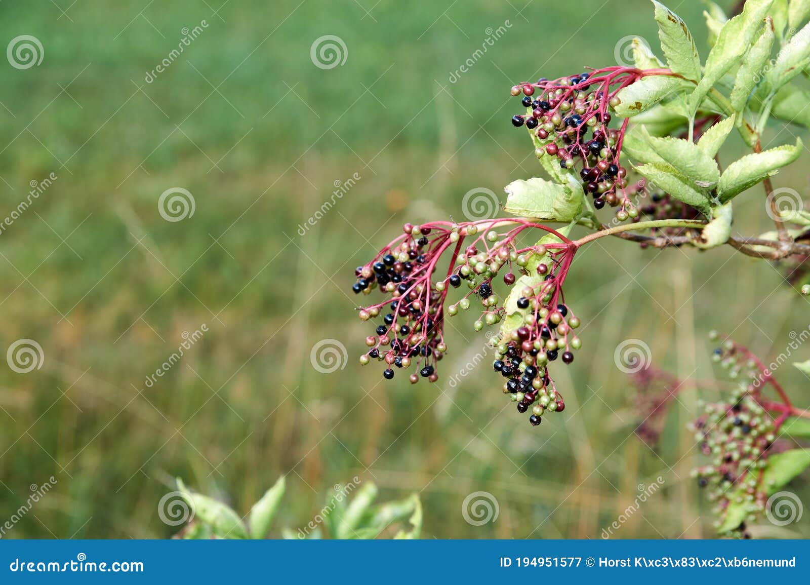 In Summer, the Elderberry Ripens in the Wild Stock Image - Image of ...