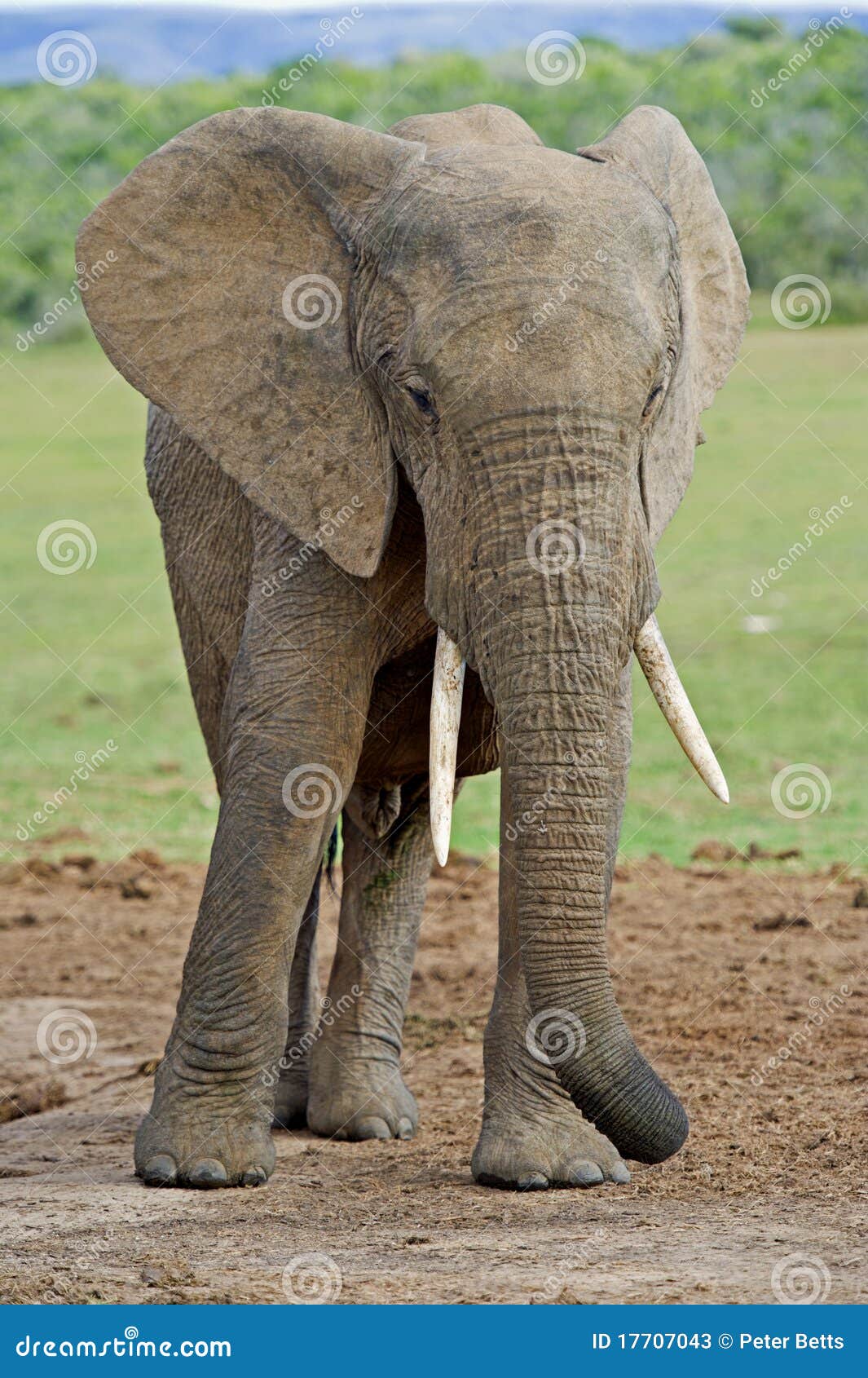 Summer Elephant stock image. Image of toes, safari, ivory - 17707043