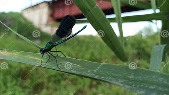 Summer emerald atmosphere stock image. Image of insect - 197780441