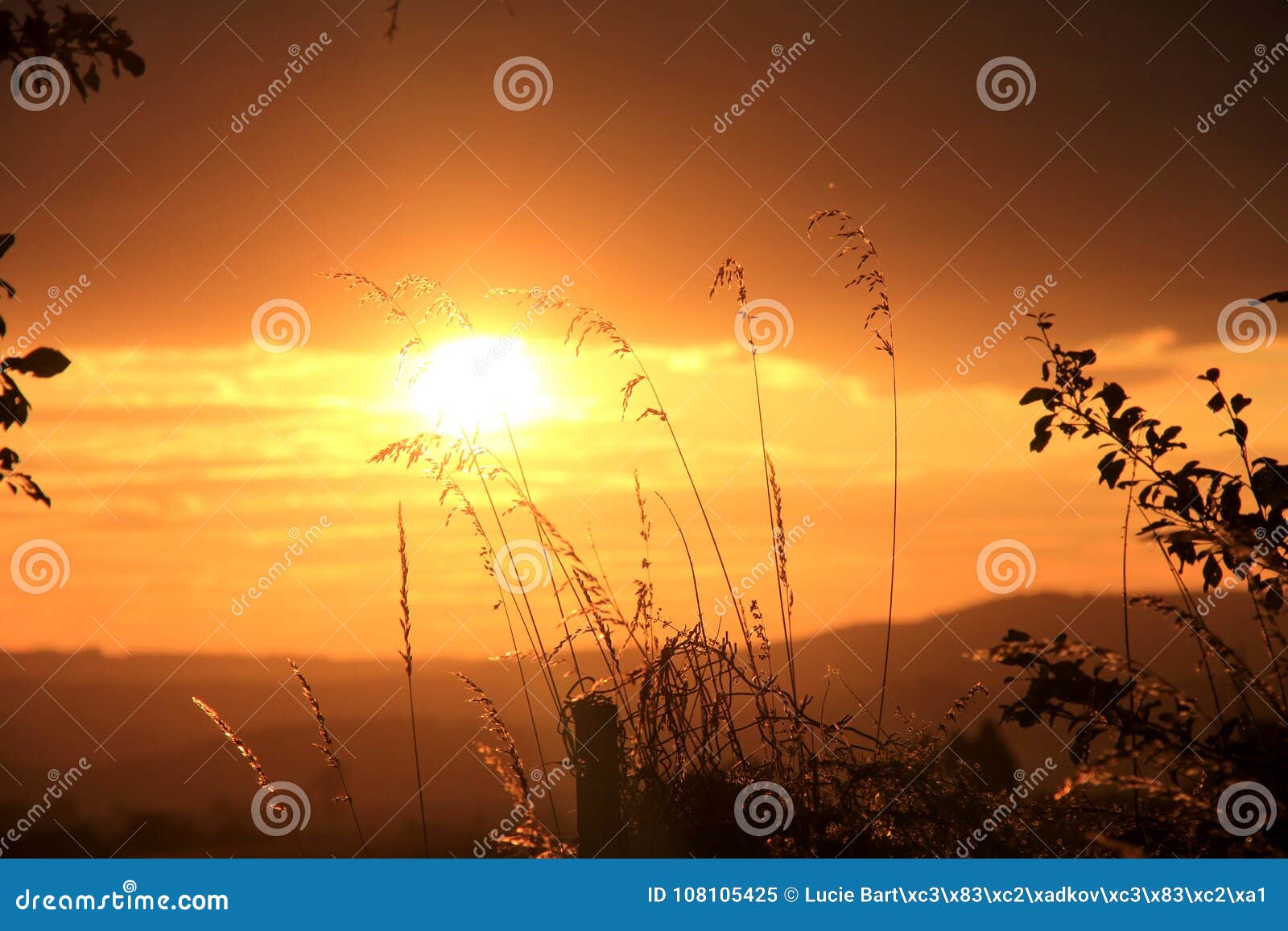 Plants with Sunset in the Backround. Stock Image - Image of sunset ...