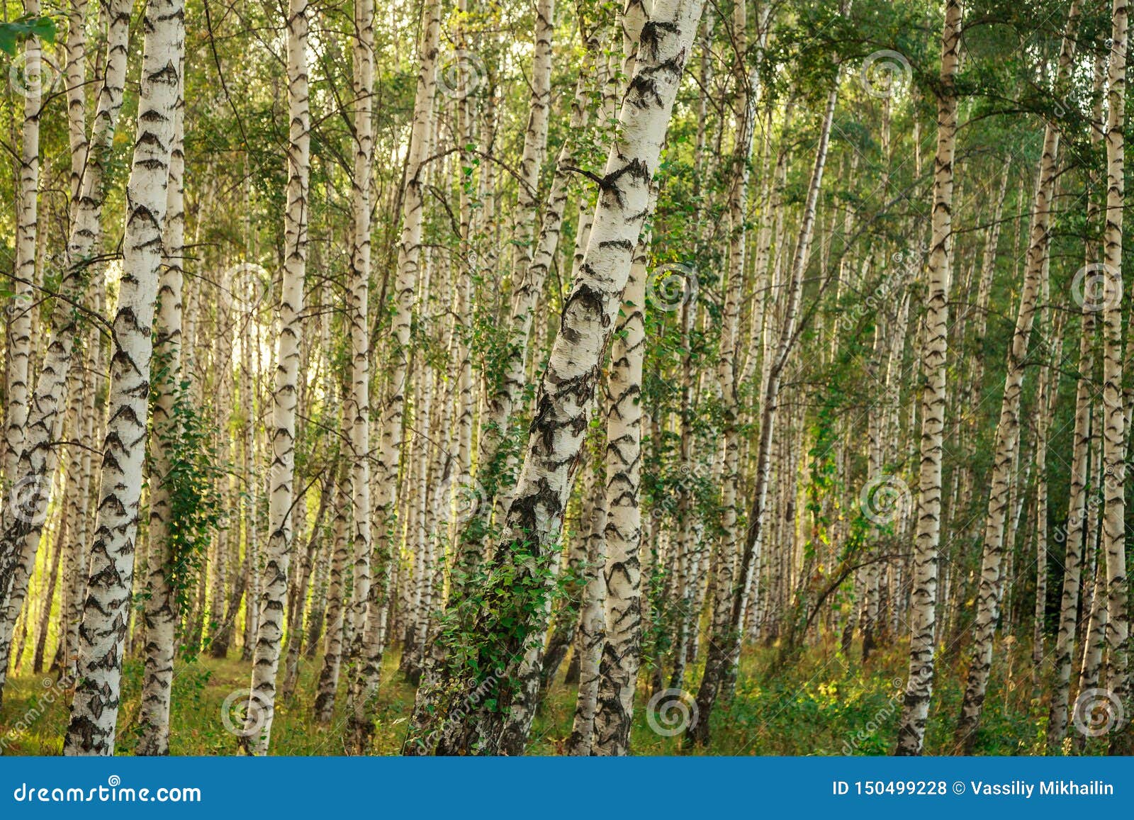 Birch grove stock photo. Image of nature, trunk, landscape - 150499228