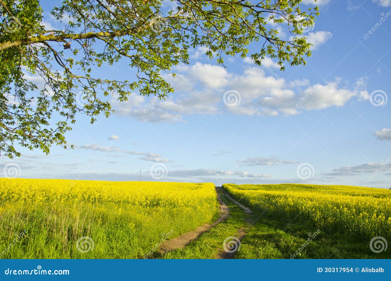 Summer Evening Farm Field Landscape Stock Photo - Image of yellow, road ...