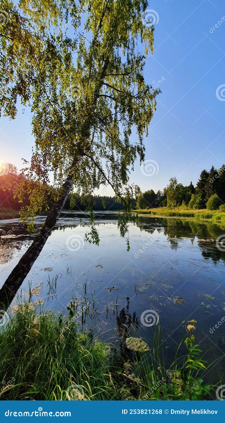 Summer evening on the lake stock photo. Image of park - 253821268