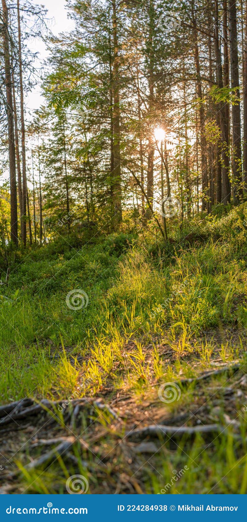 Summer Evening Landscape of Taiga with Pines and Birches. the Sun is ...
