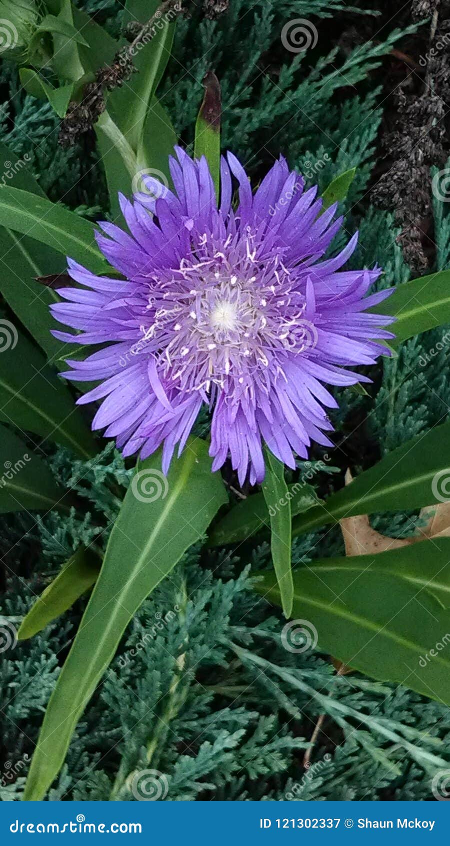 Summer stock image. Image of bloom, summer, colorful - 121302337