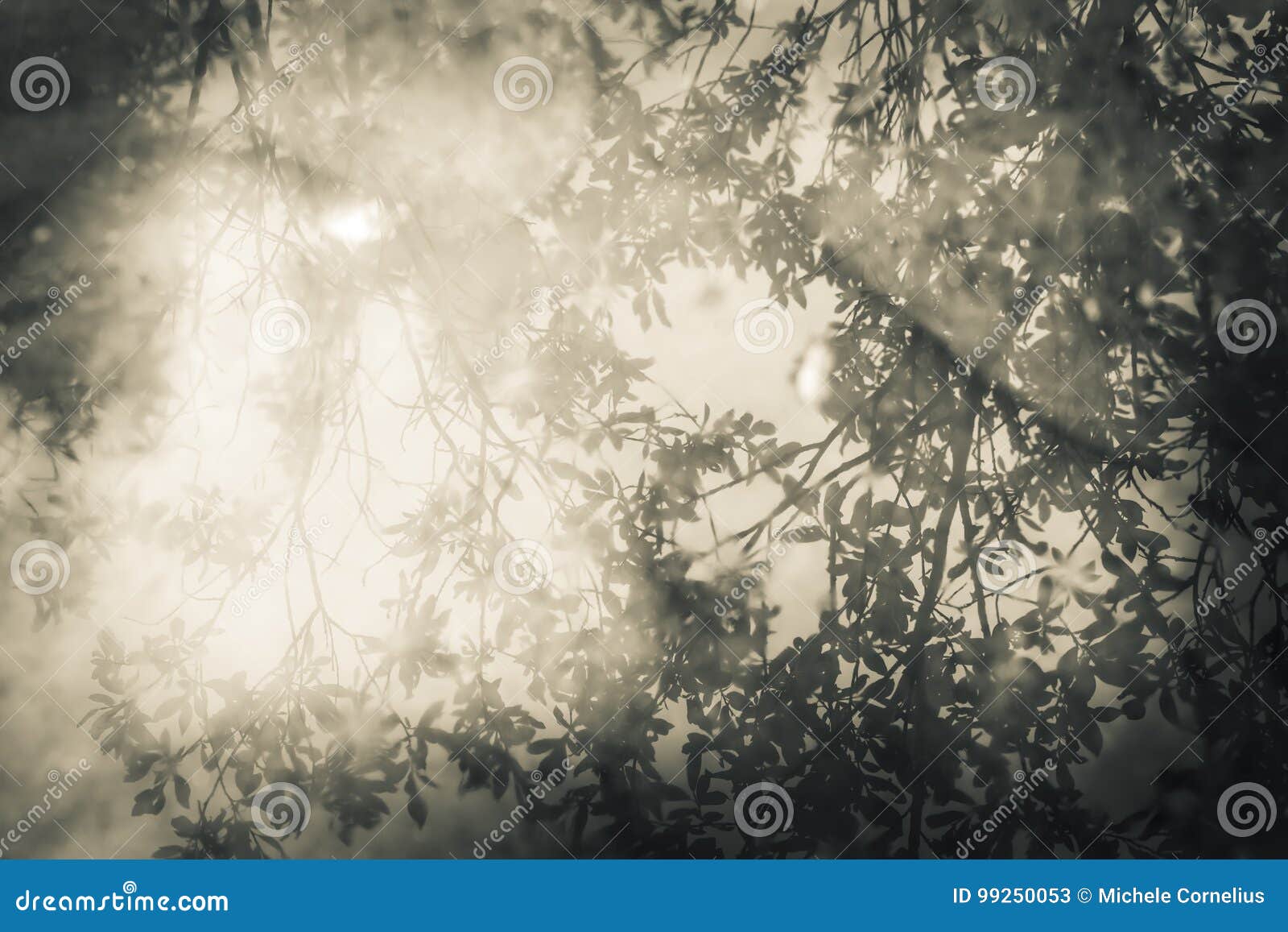 Summer is fading stock image. Image of mist, leaves, dreamy - 99250053