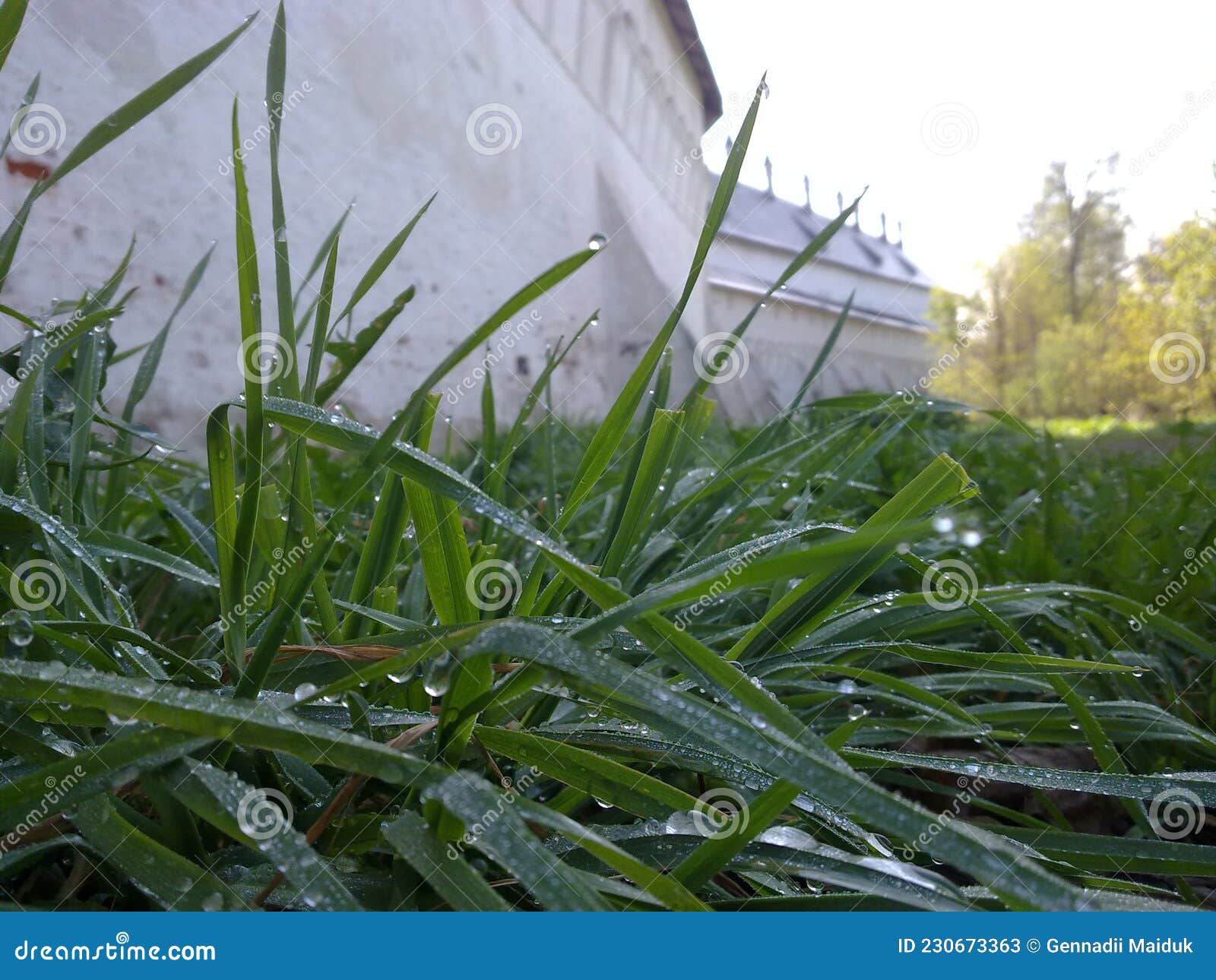 Summer and Fall Landscape with Objects of Nature Dew Drops on Grass ...