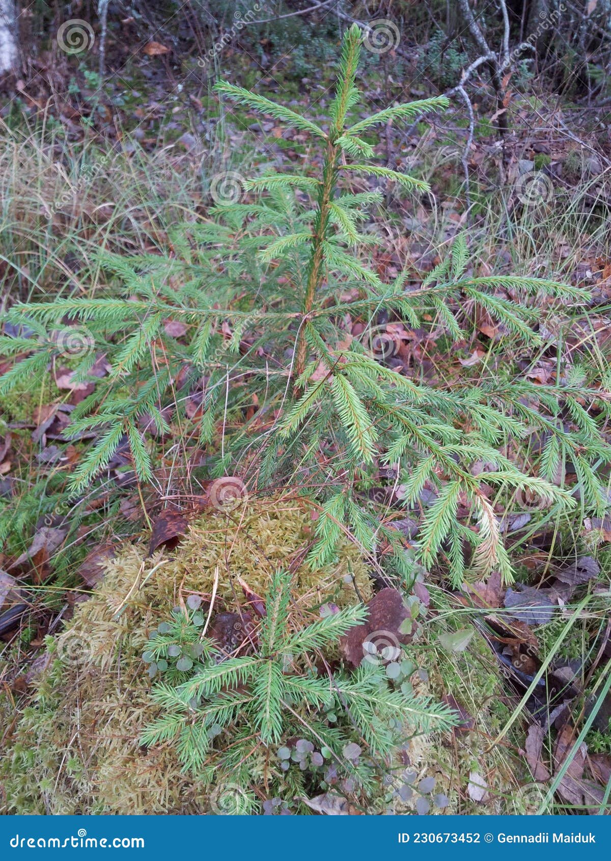 Summer and Fall Landscape with Objects of Nature Stock Photo - Image of ...