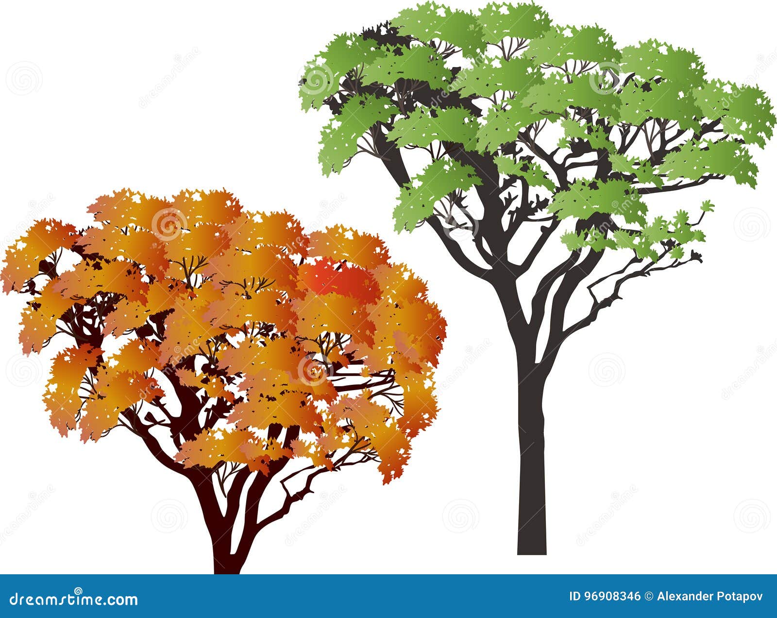 Summer and Fall Two Trees Isolated on White Stock Vector - Illustration ...